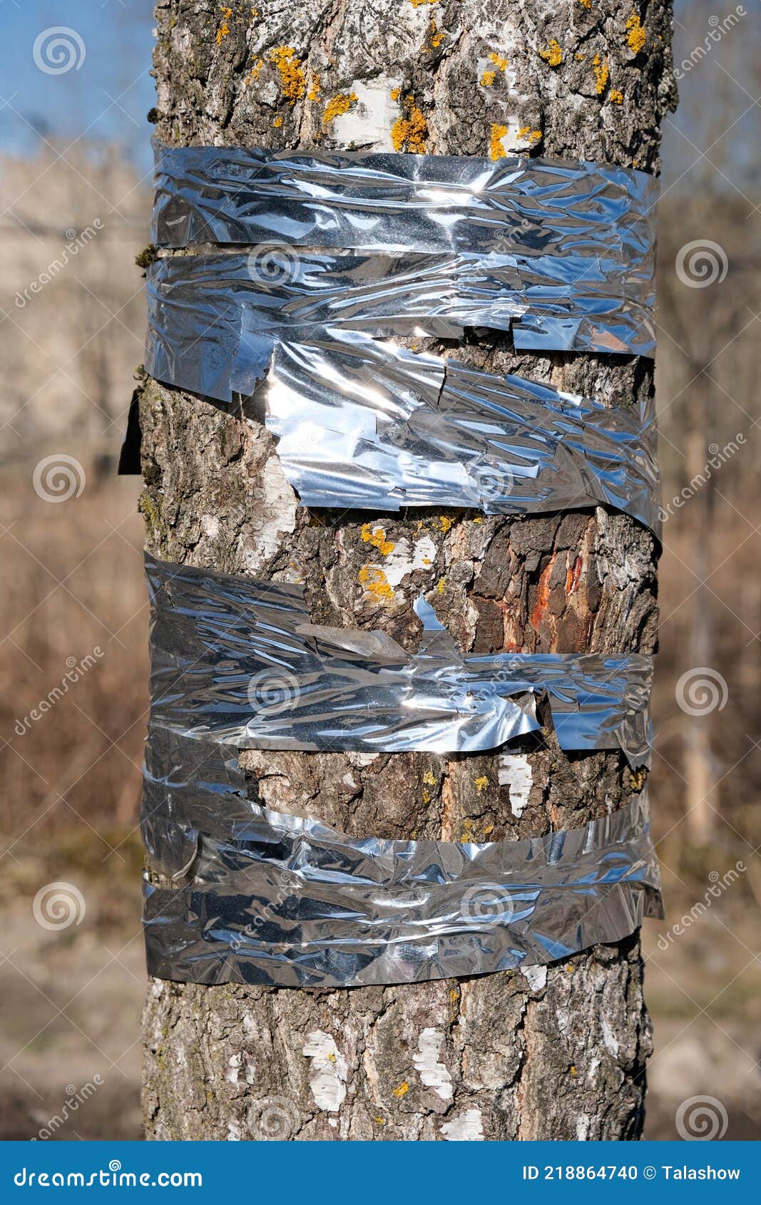 Tree Trunk Wrapped in Metallized Tape Stock Photo - Image of scene ...