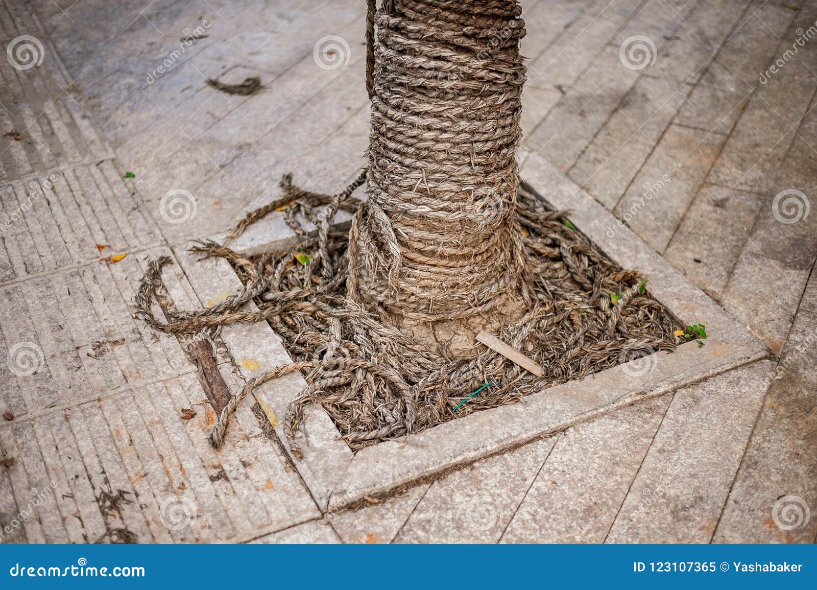 Tree Trunk Wrapped with Rope Stock Image - Image of closeup ...