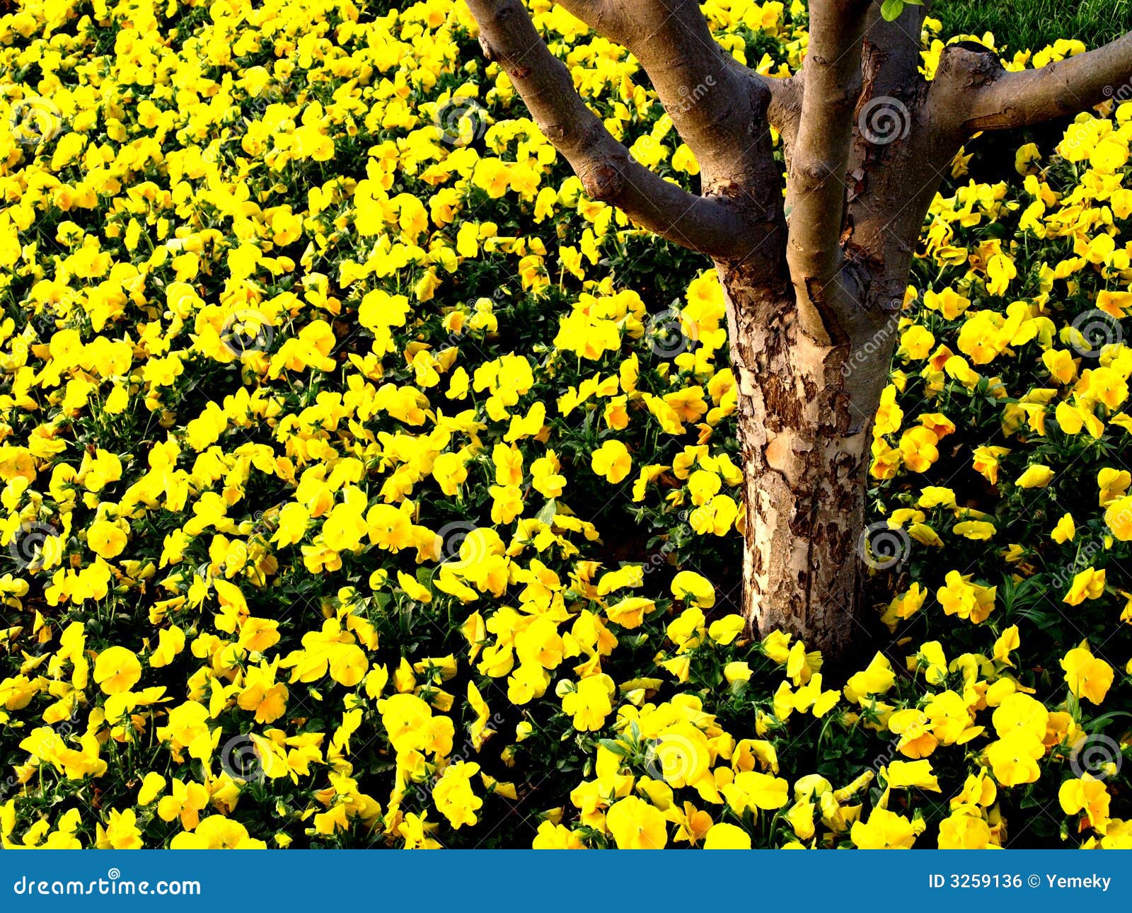 Tree Trunk with Yellow Flowers Stock Photo - Image of graden, tree: 3259136