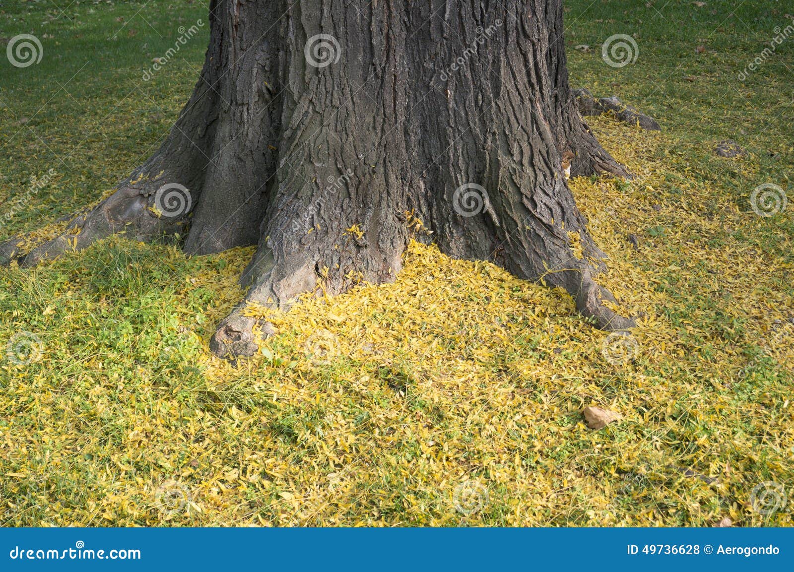 Tree Trunk with Yellow Grass Stock Photo - Image of pine, life: 49736628