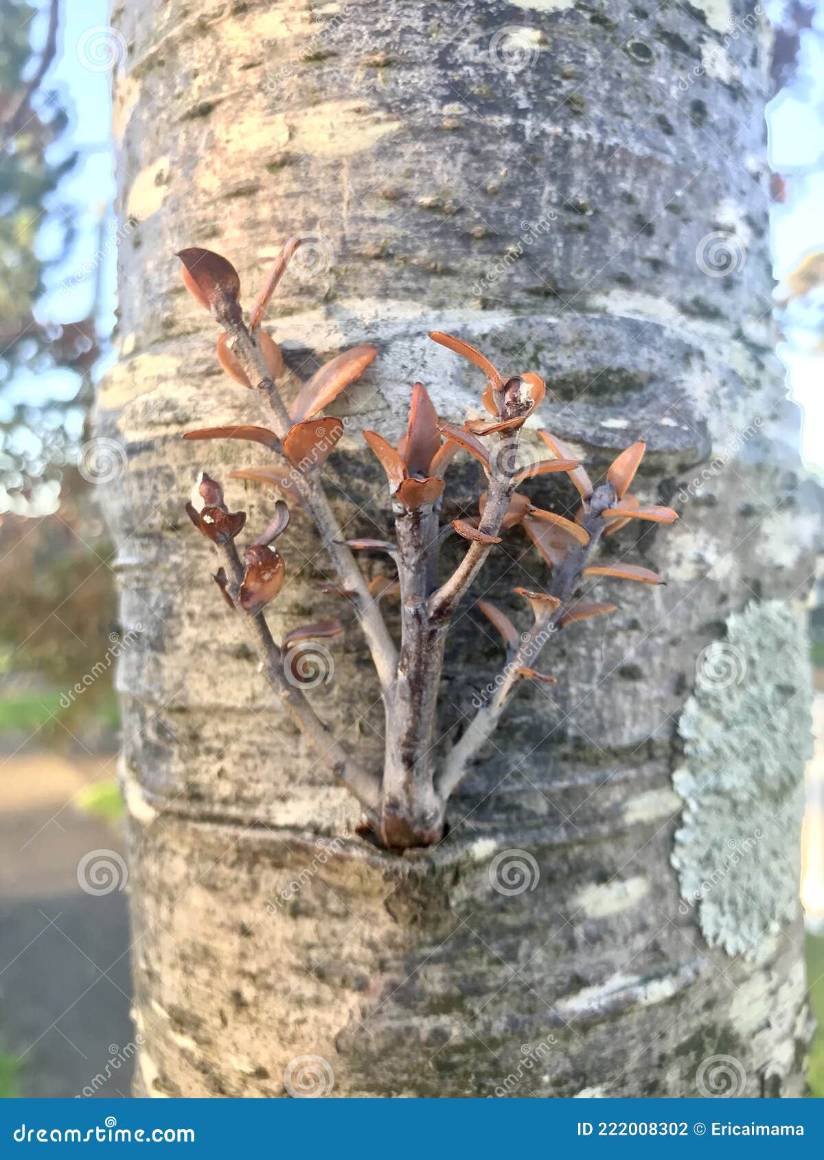 Young Kauri Trees, New Zealand Royalty-Free Stock Photo | CartoonDealer ...