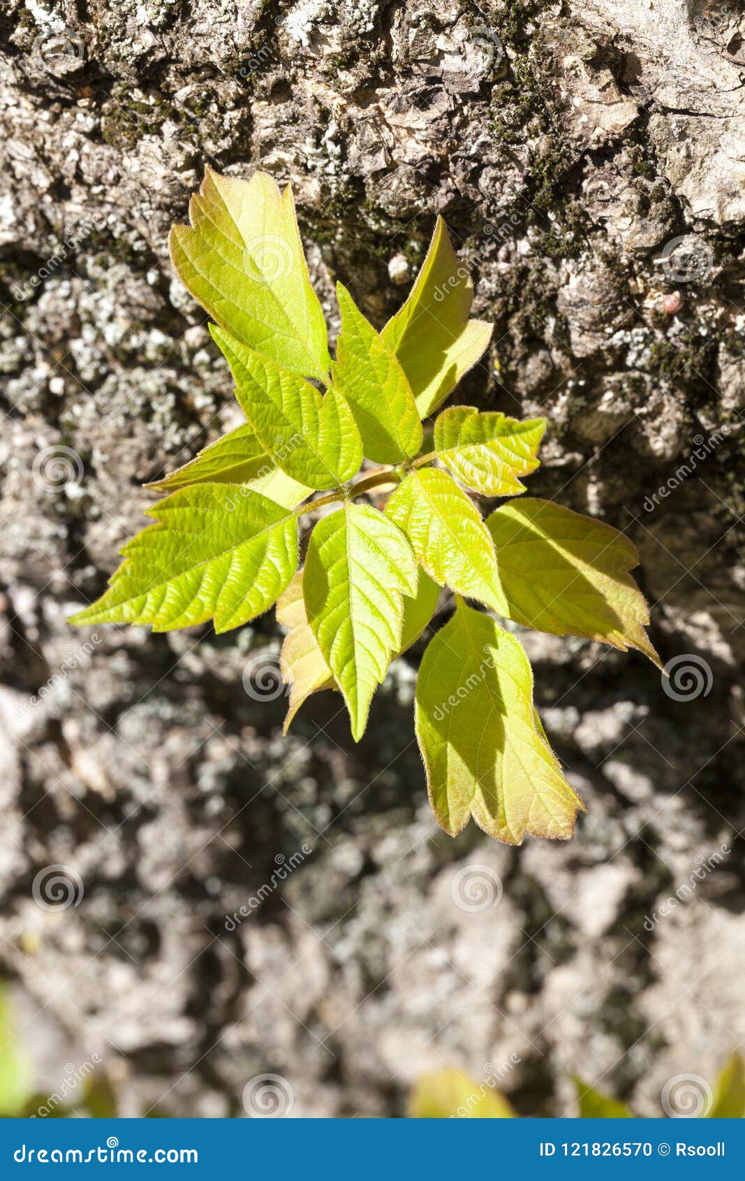 Tree trunk young stock photo. Image of single, outdoor - 121826570