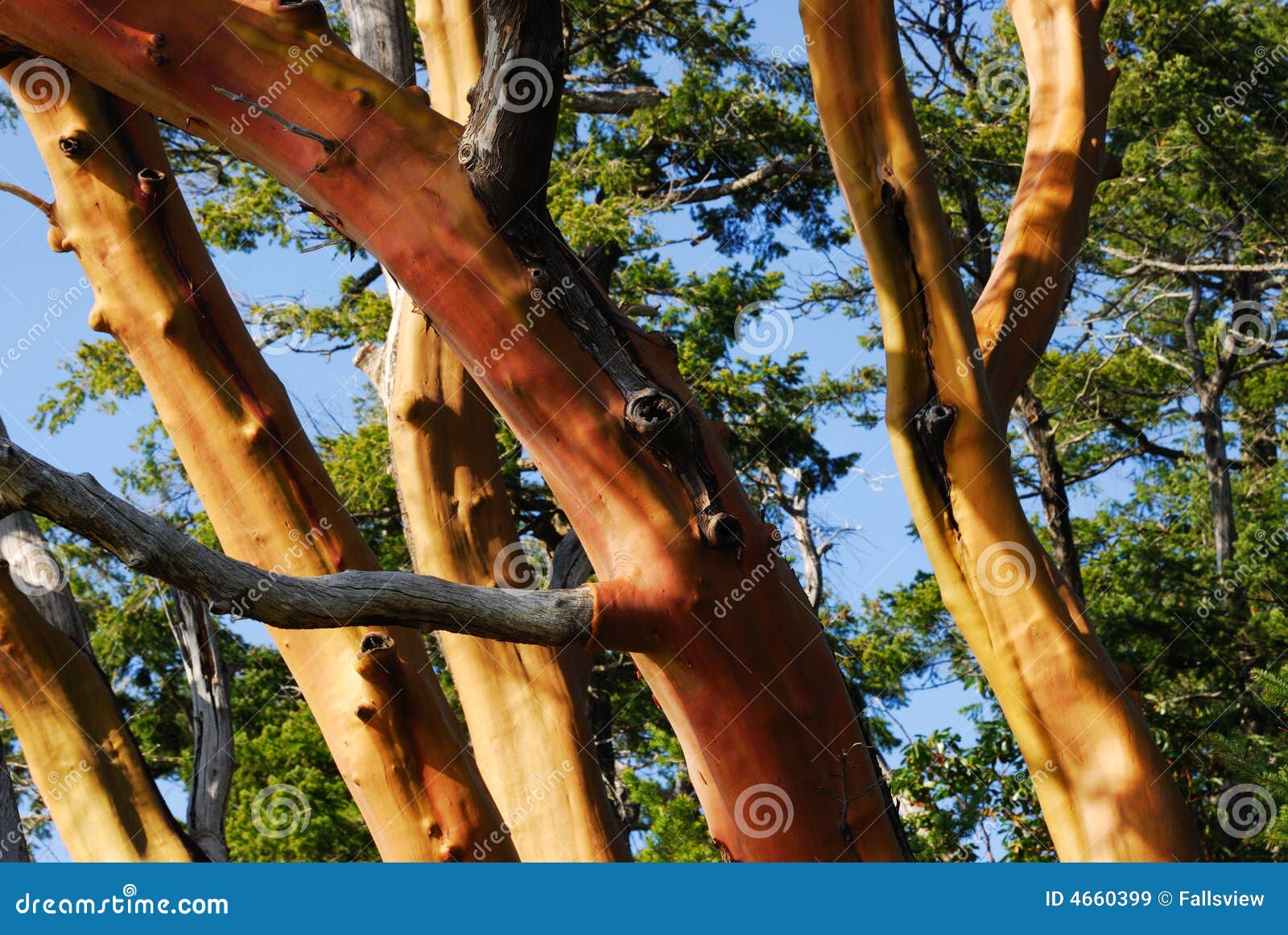 Tree trunks stock image. Image of spring, branch, tree - 4660399