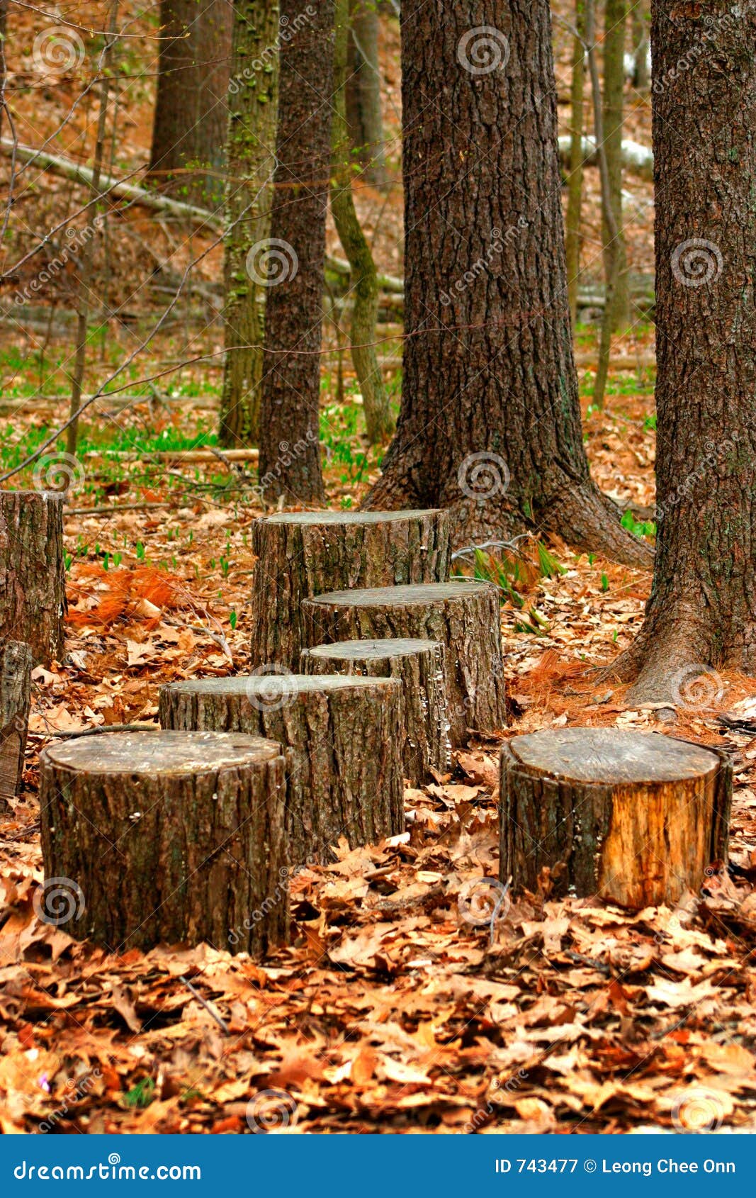 Tree Trunks stock image. Image of trunk, forest, plant - 743477