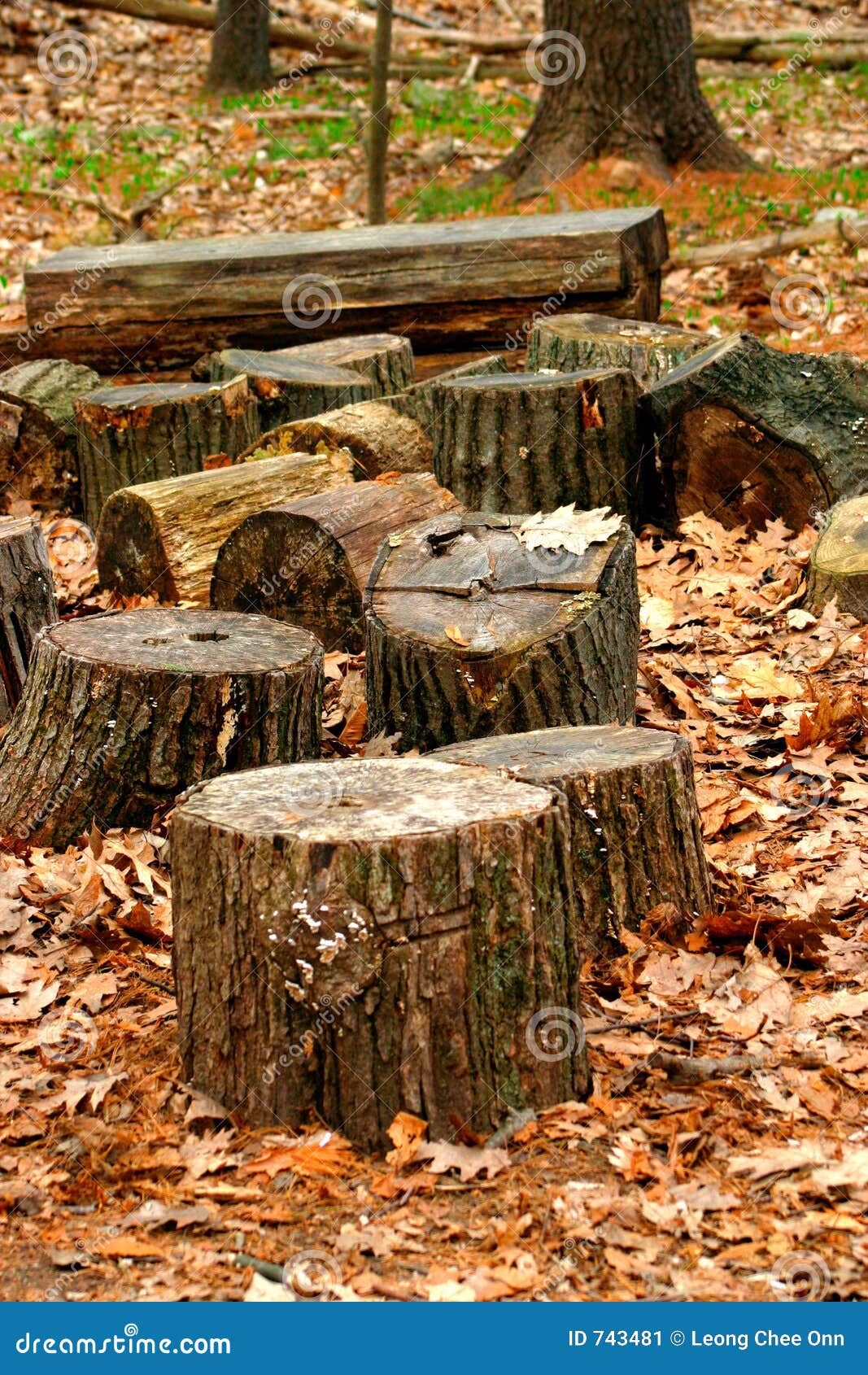 Tree Trunks stock image. Image of plant, tree, trunk, forest - 743481