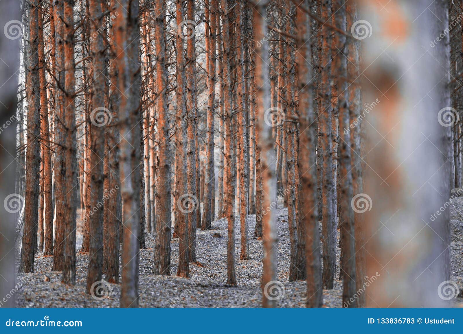 Tree Trunks Array of Pine Trees Stock Image - Image of plant, grass ...