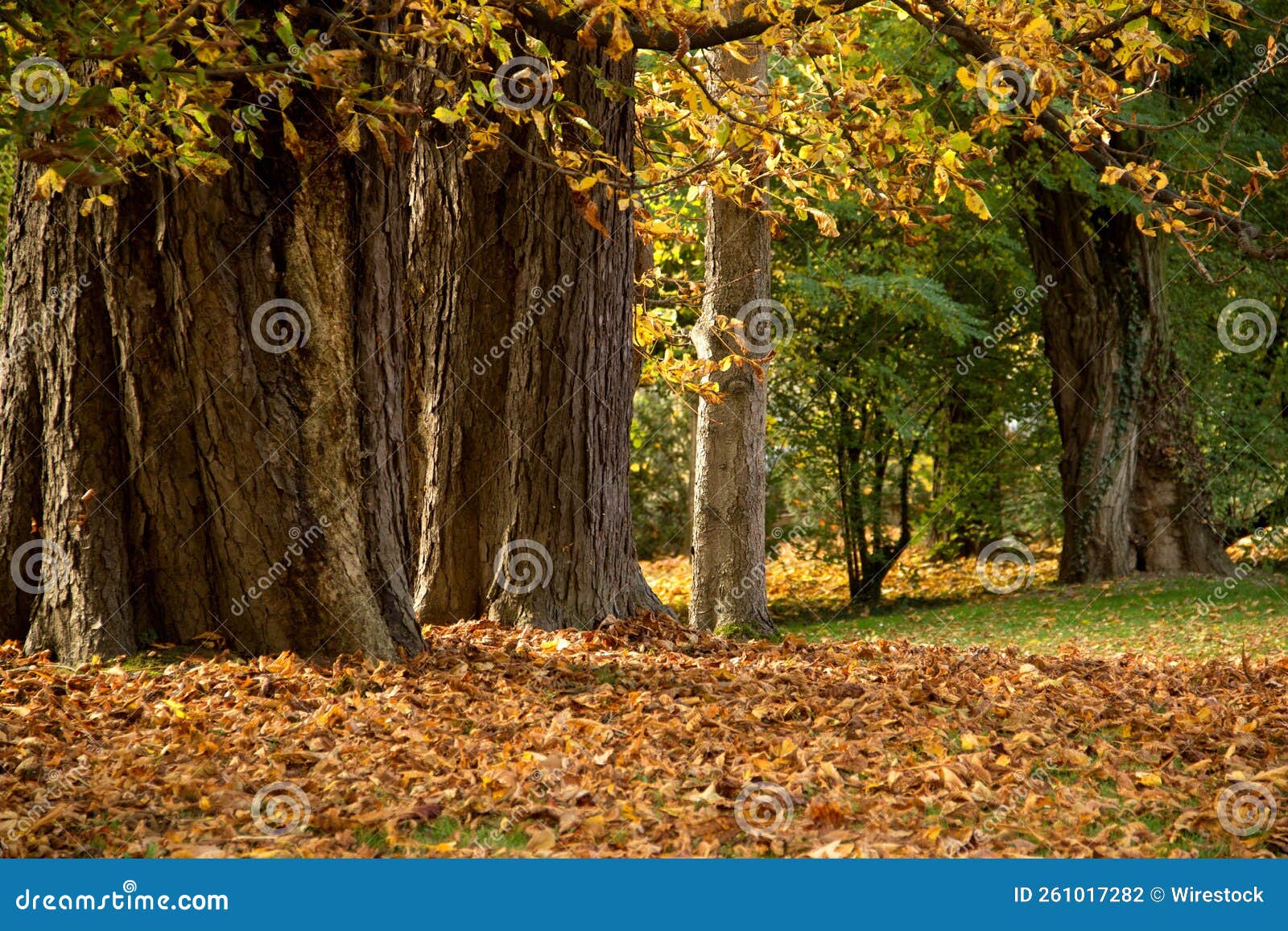 Tree Trunks in an Autumn Scenery. Stock Photo - Image of fall, season ...
