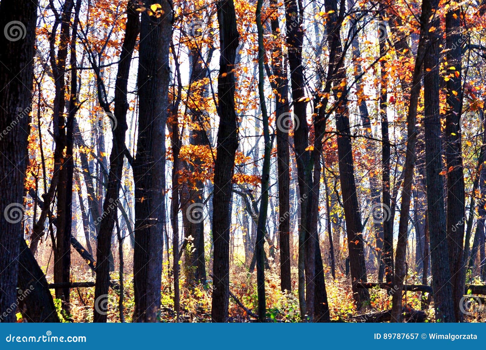 Tree trunks in autumn sun. stock image. Image of beautiful - 89787657