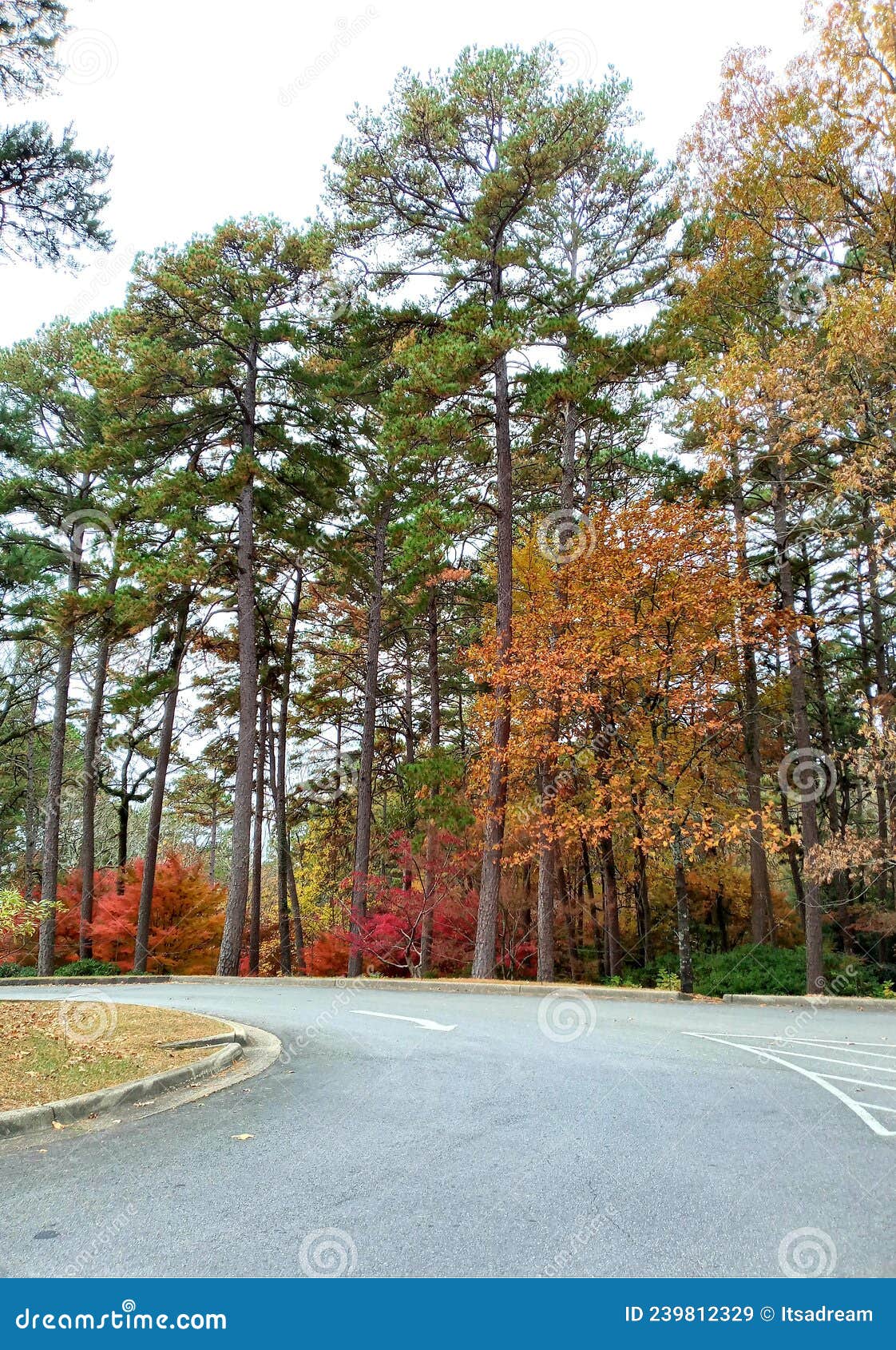 Tree Trunks with the Backdrop of Fall Leaves Stock Image - Image of ...