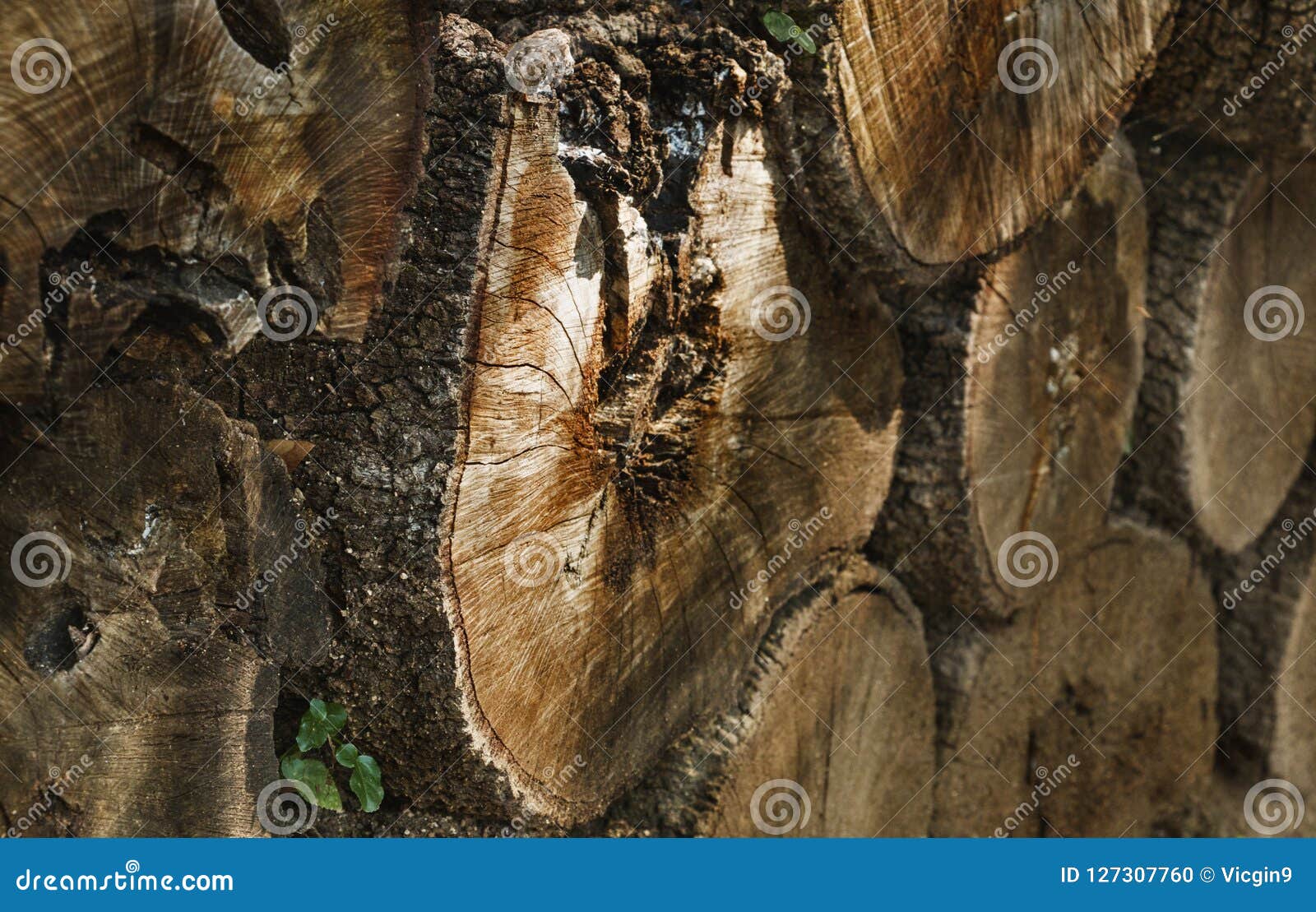 Tree trunks background stock photo. Image of horizontal - 127307760