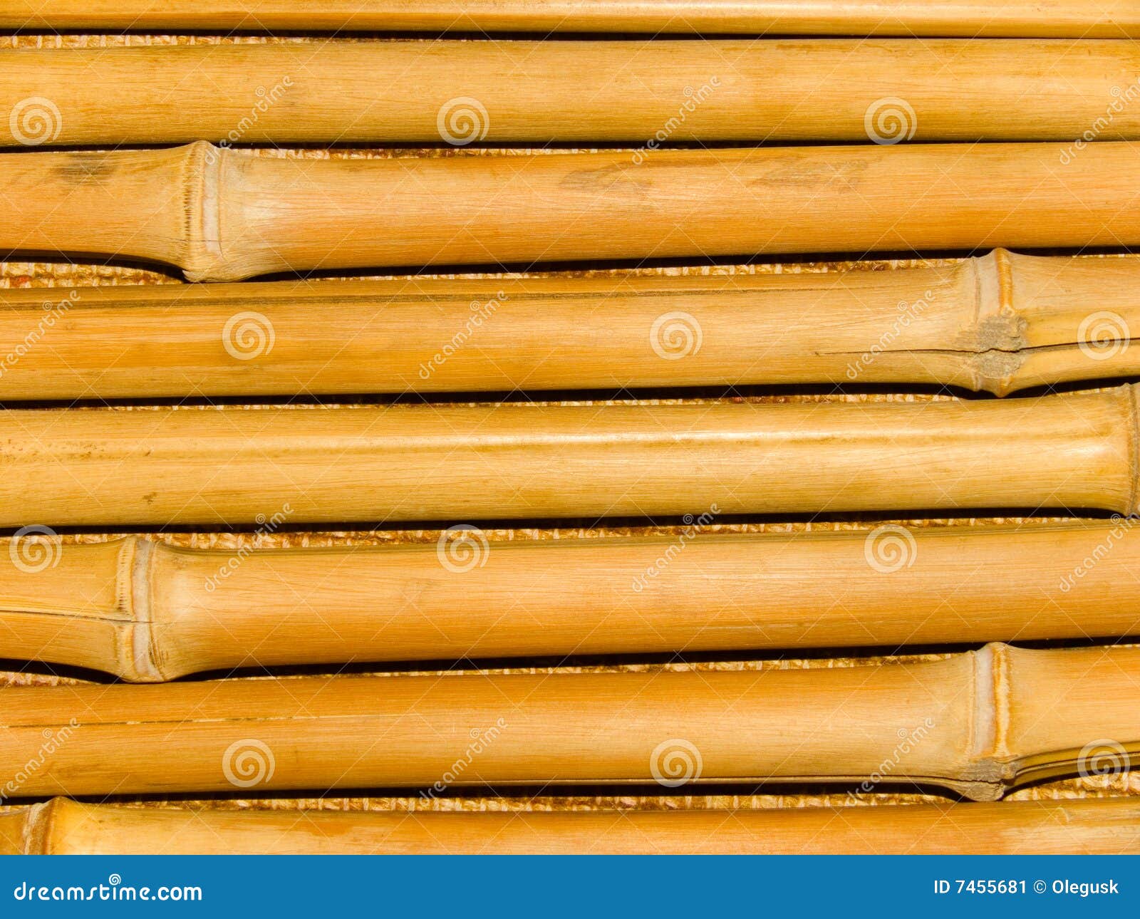 Tree trunks a bamboo stock image. Image of trunk, tree - 7455681