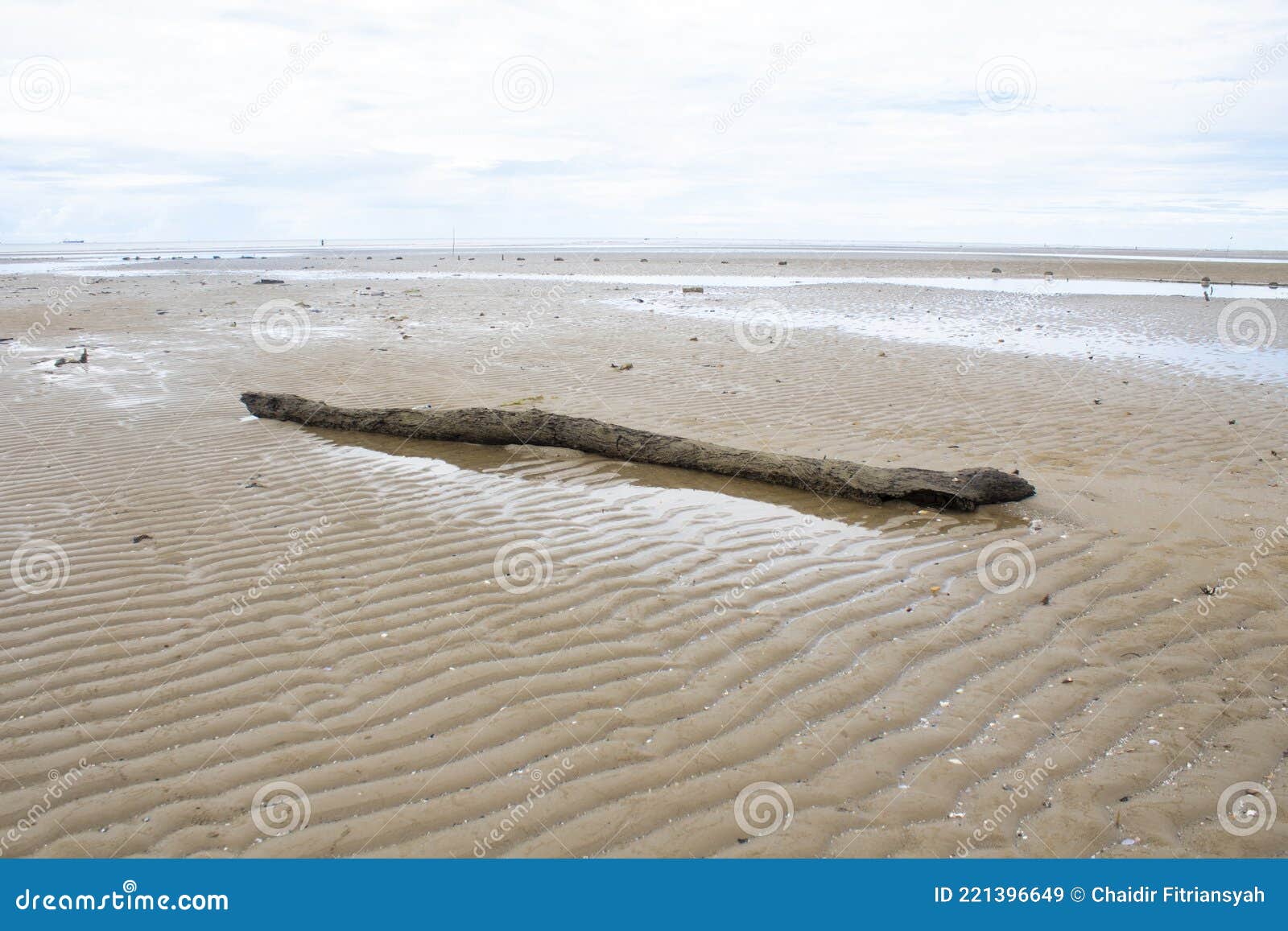 Tree trunks on the beach stock image. Image of sand - 221396649