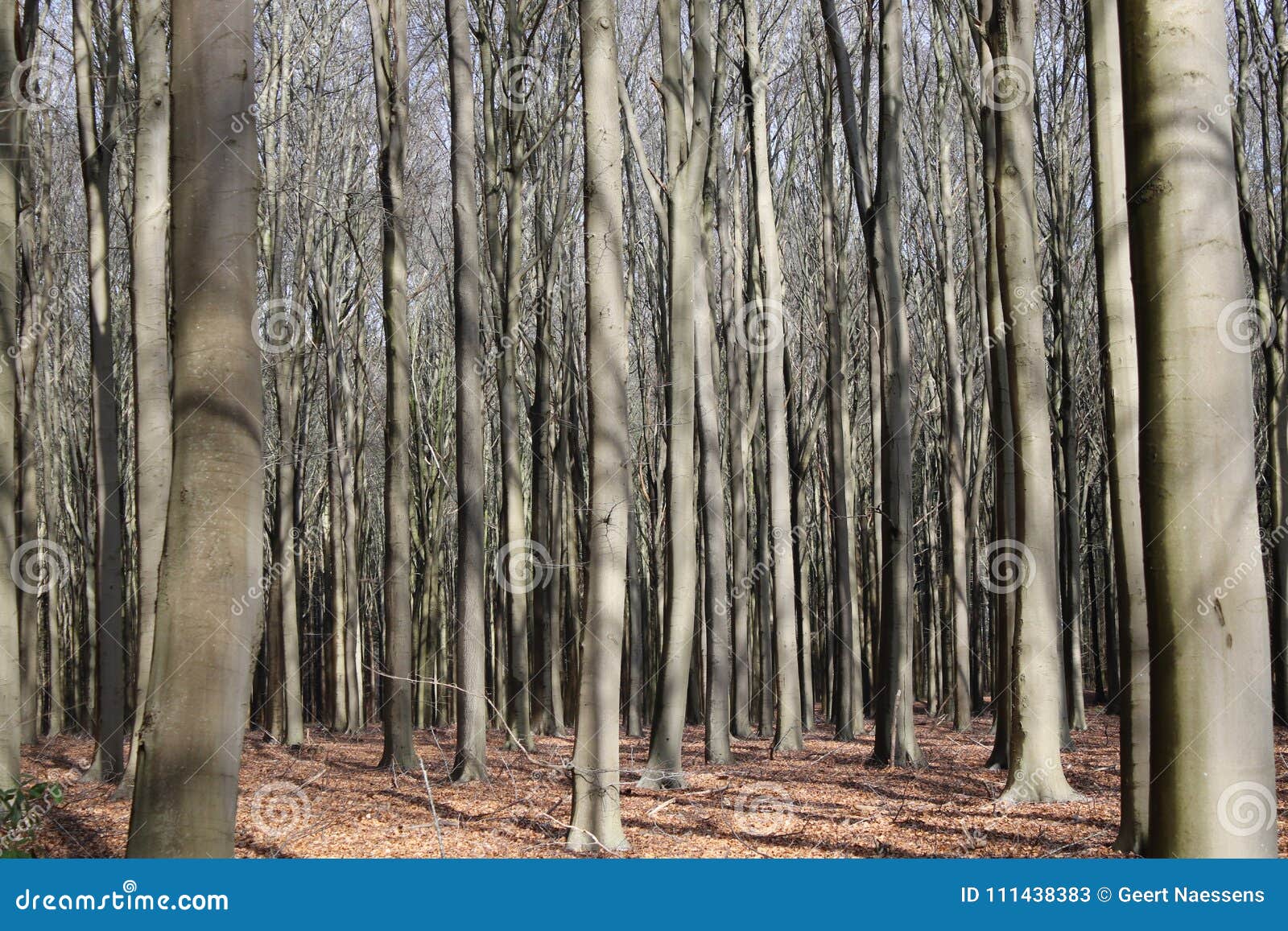 Beuken Kale Stock Photos - Free & Royalty-Free Stock Photos from Dreamstime