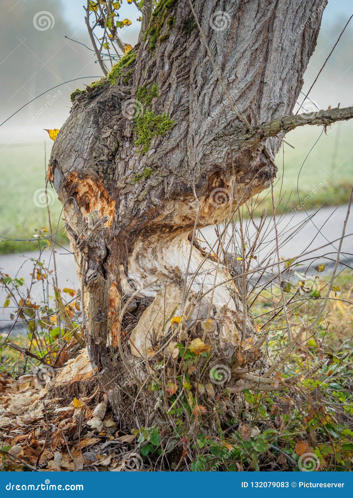 Tree Trunks with Bite Marks of Beavers Stock Image - Image of damage ...