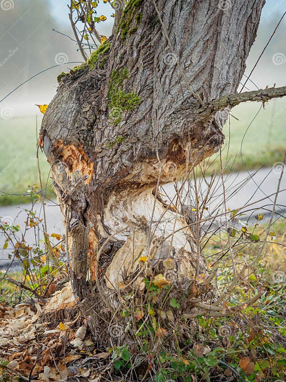 Tree Trunks with Bite Marks of Beavers Stock Image - Image of damage ...