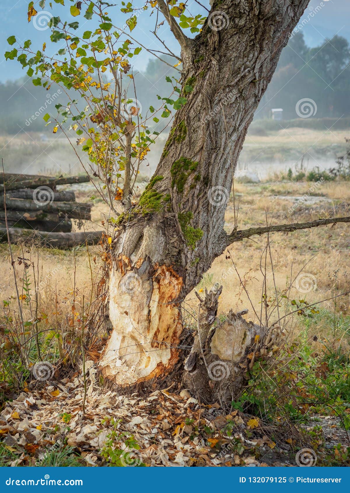 Tree Trunks with Bite Marks of Beavers Stock Image - Image of chewed ...