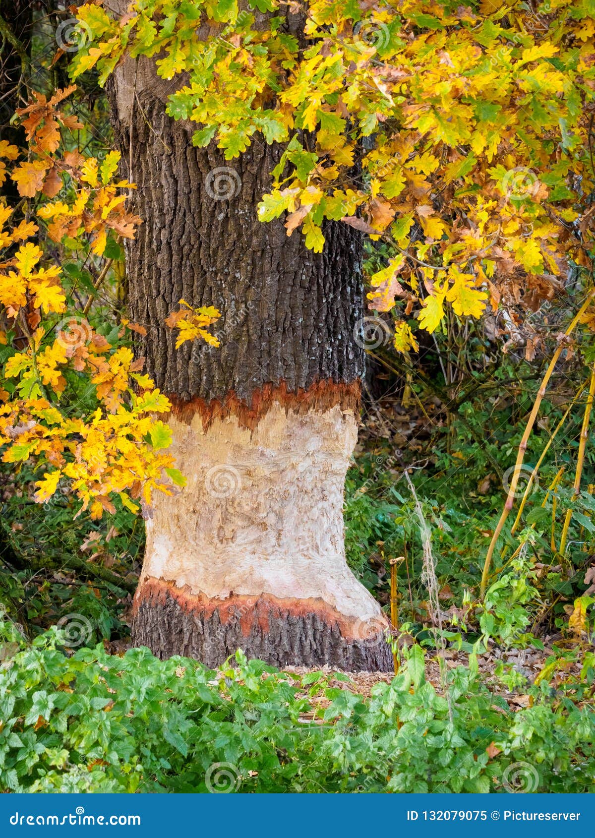 Tree Trunks with Bite Marks of Beavers Stock Image - Image of build ...
