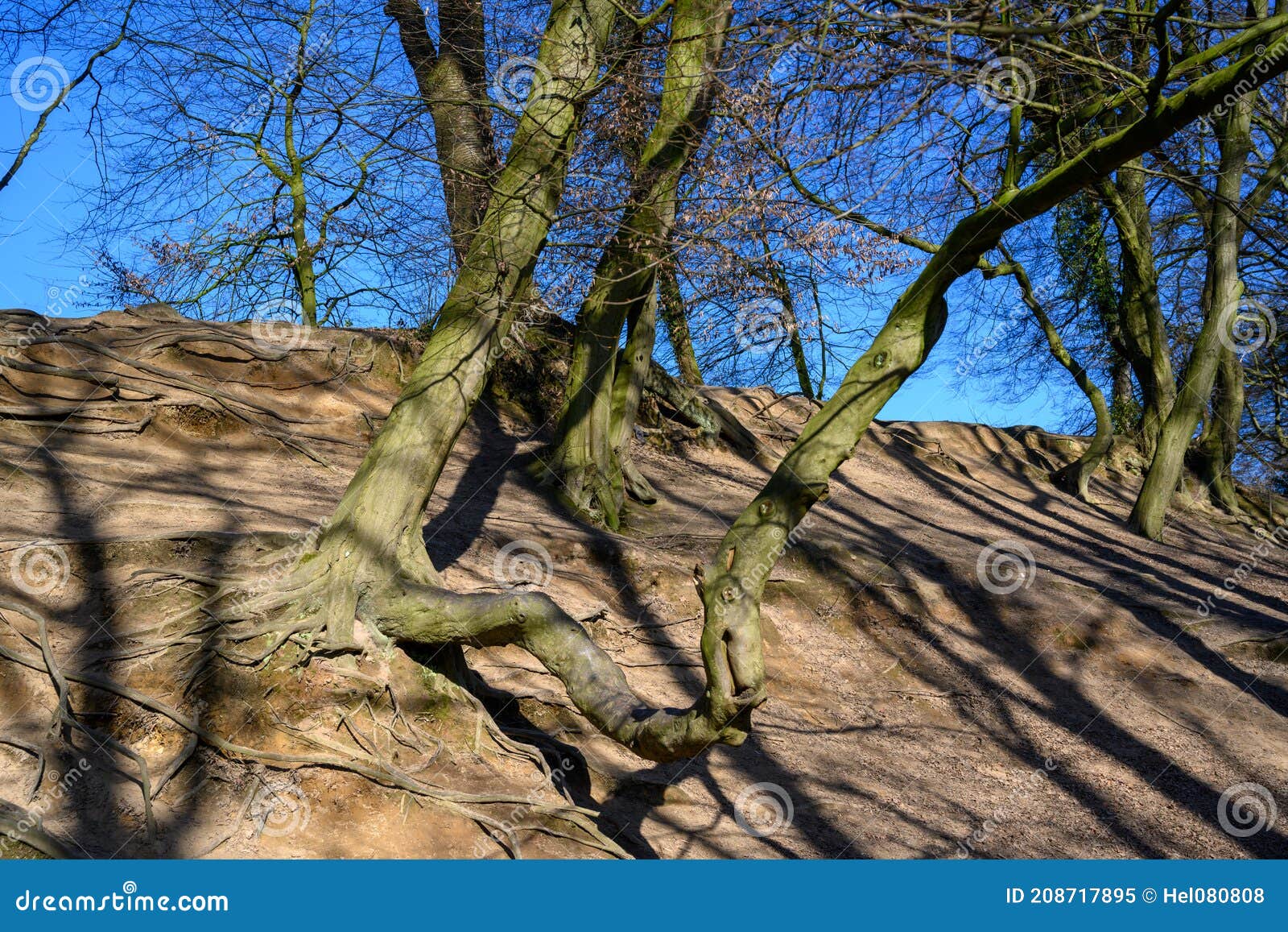 Tree Trunks and Branches Adapt Growing on Steep Hill. Bare Trees in ...