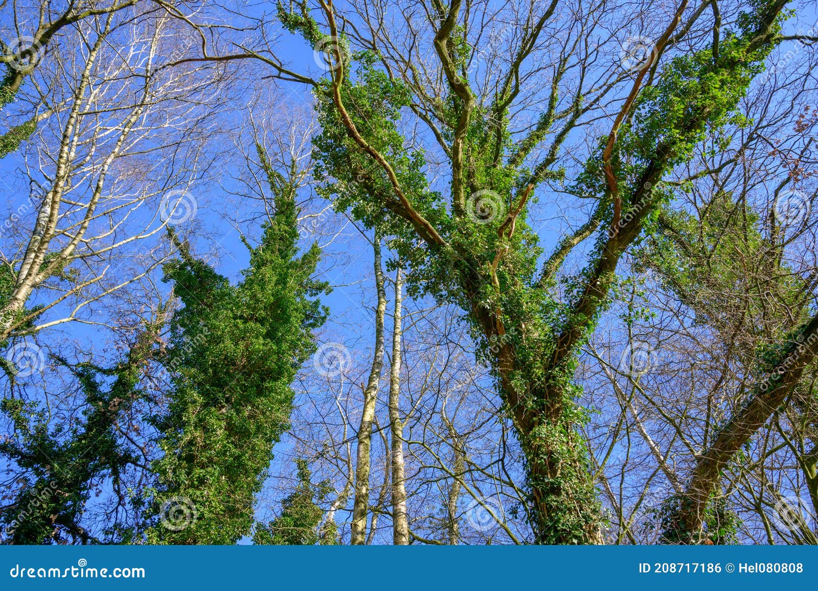 Bizarre Tree Covered with Ivy. Ivy Creeping Up Tree Trunks. in Winter ...
