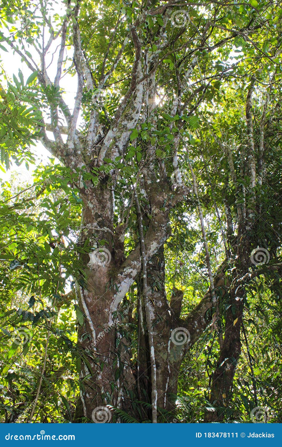 Tree Trunks and Branches in Tropical Forest Stock Image - Image of ...