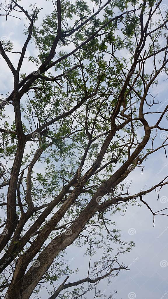 Tree Trunks, Branches and Twigs Stock Image - Image of blossom ...