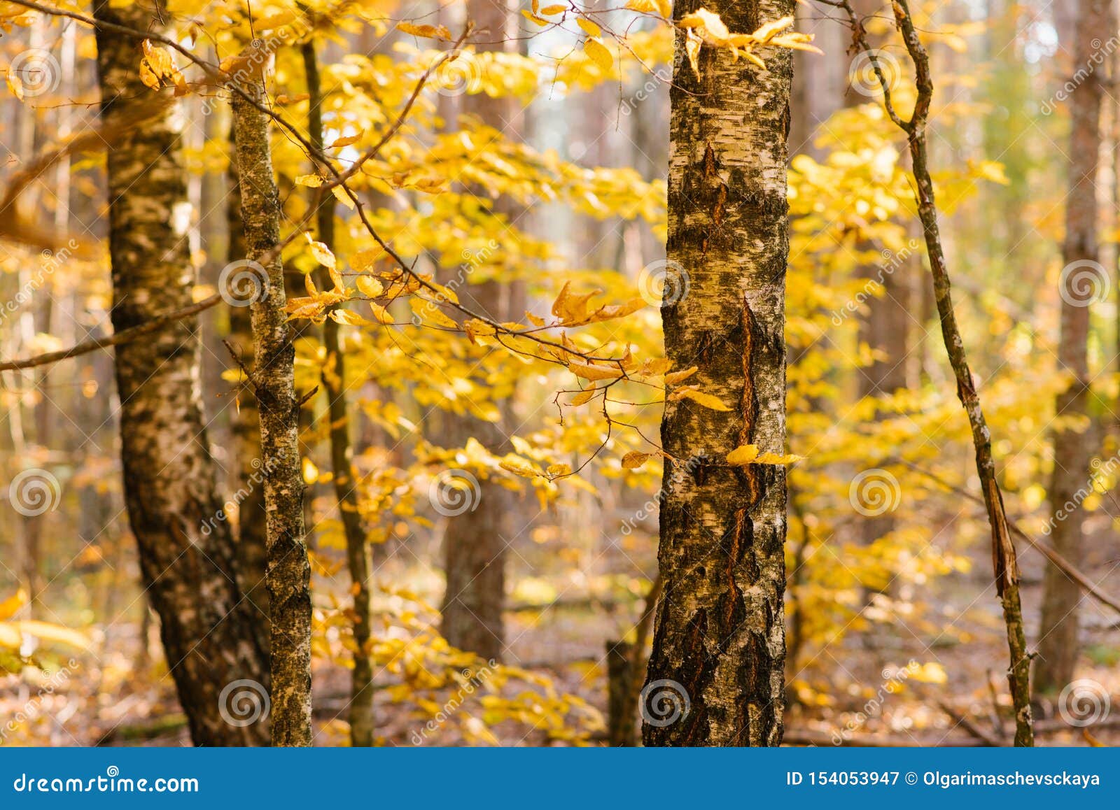 Tree Trunks and Branches with Yellow Leaves Stock Image - Image of ...