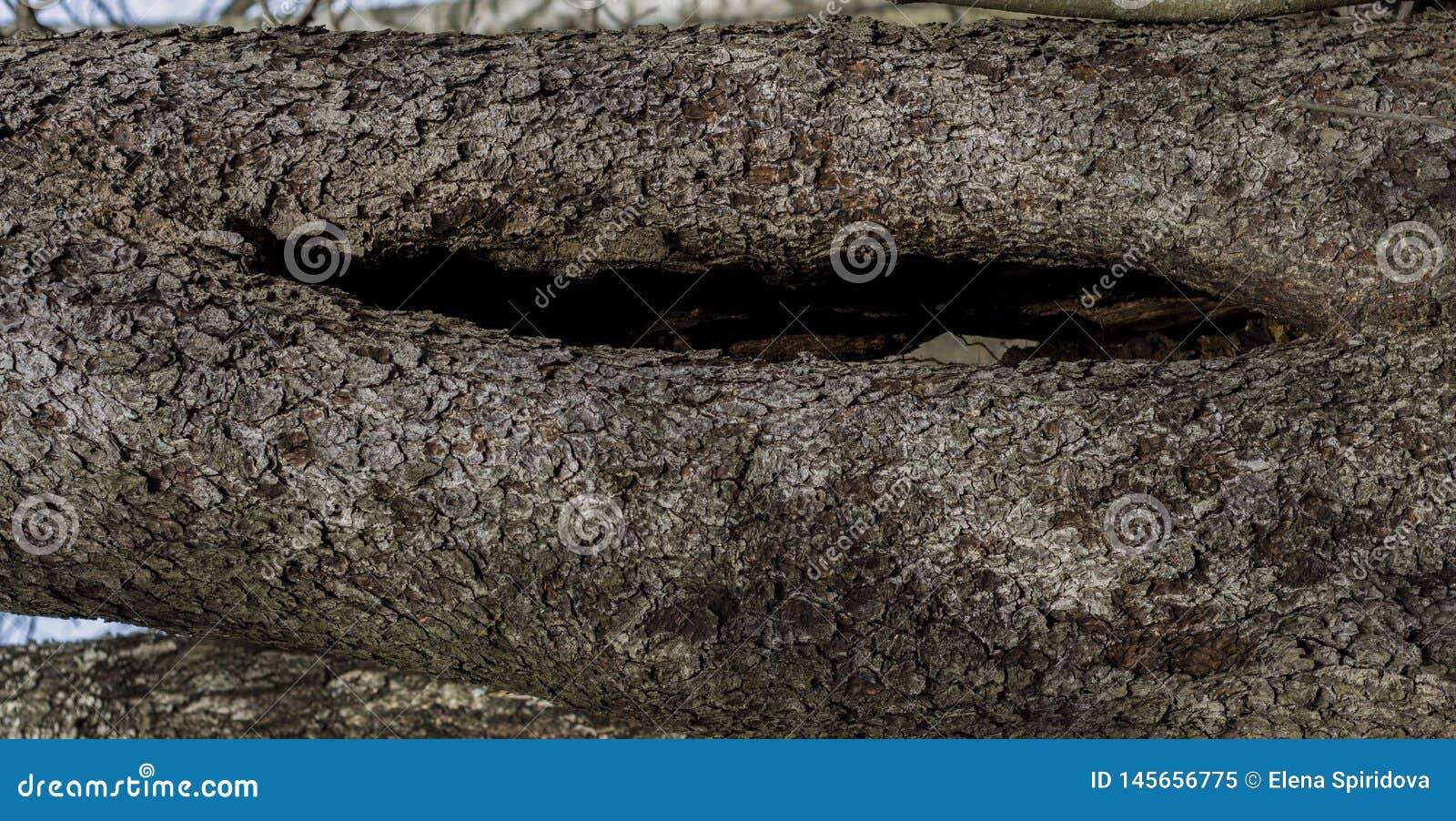 Tree Trunks Brown Textured Bark Stock Image - Image of branch, bark ...