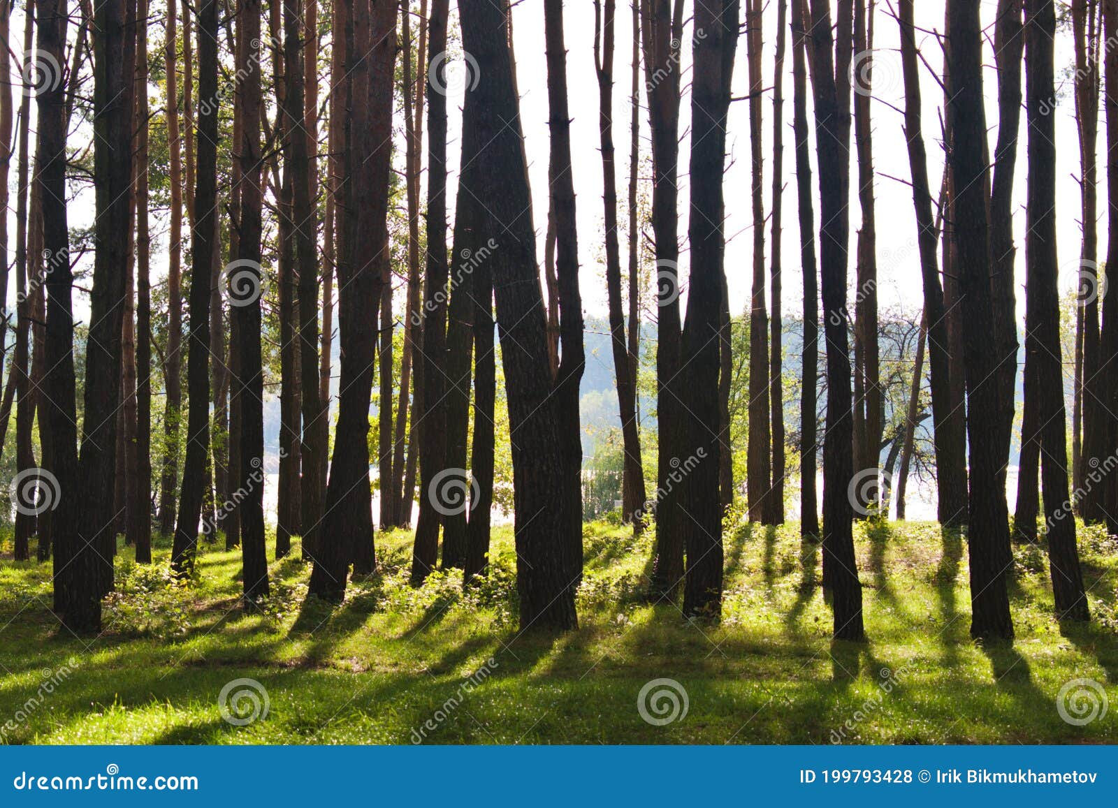 Tree Trunks Cast Long Shadows from the Autumn Sun Stock Photo - Image ...