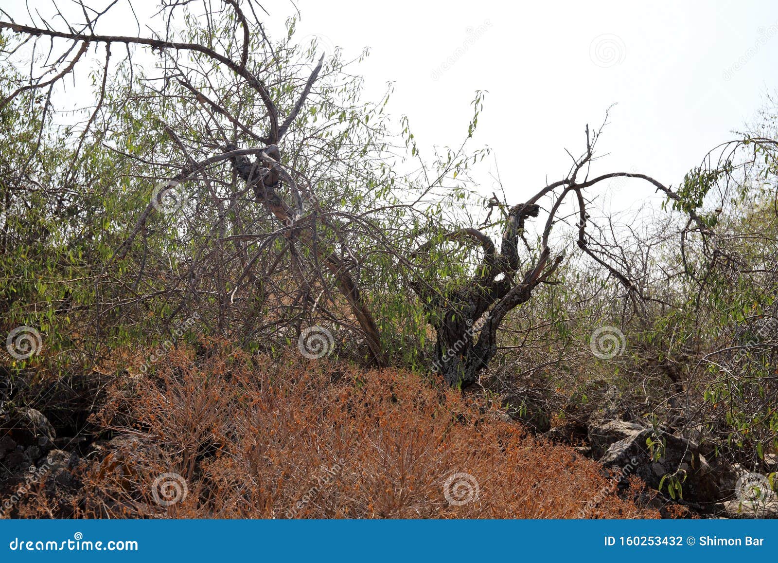 Tree Trunks in a City Park in Israel Stock Photo - Image of tree, trunk ...
