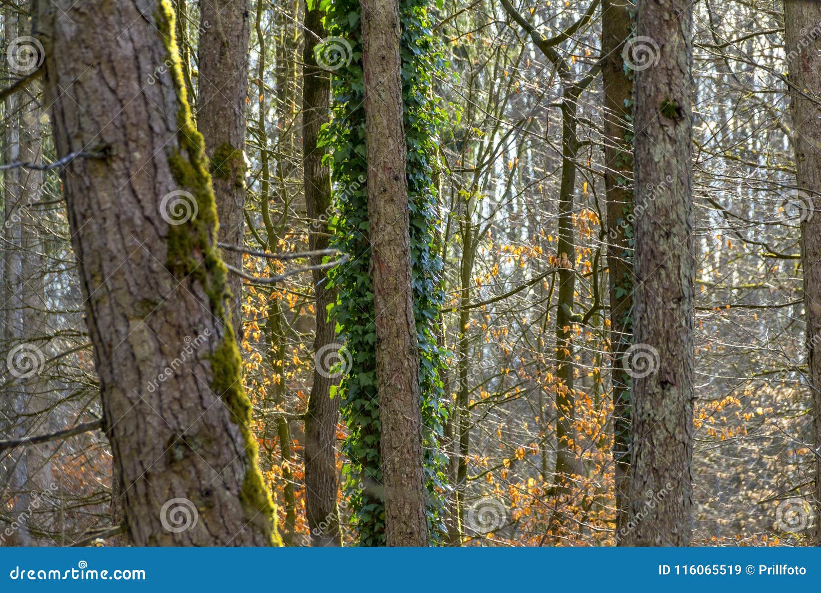 Tree trunks closeup stock image. Image of full, forest - 116065519