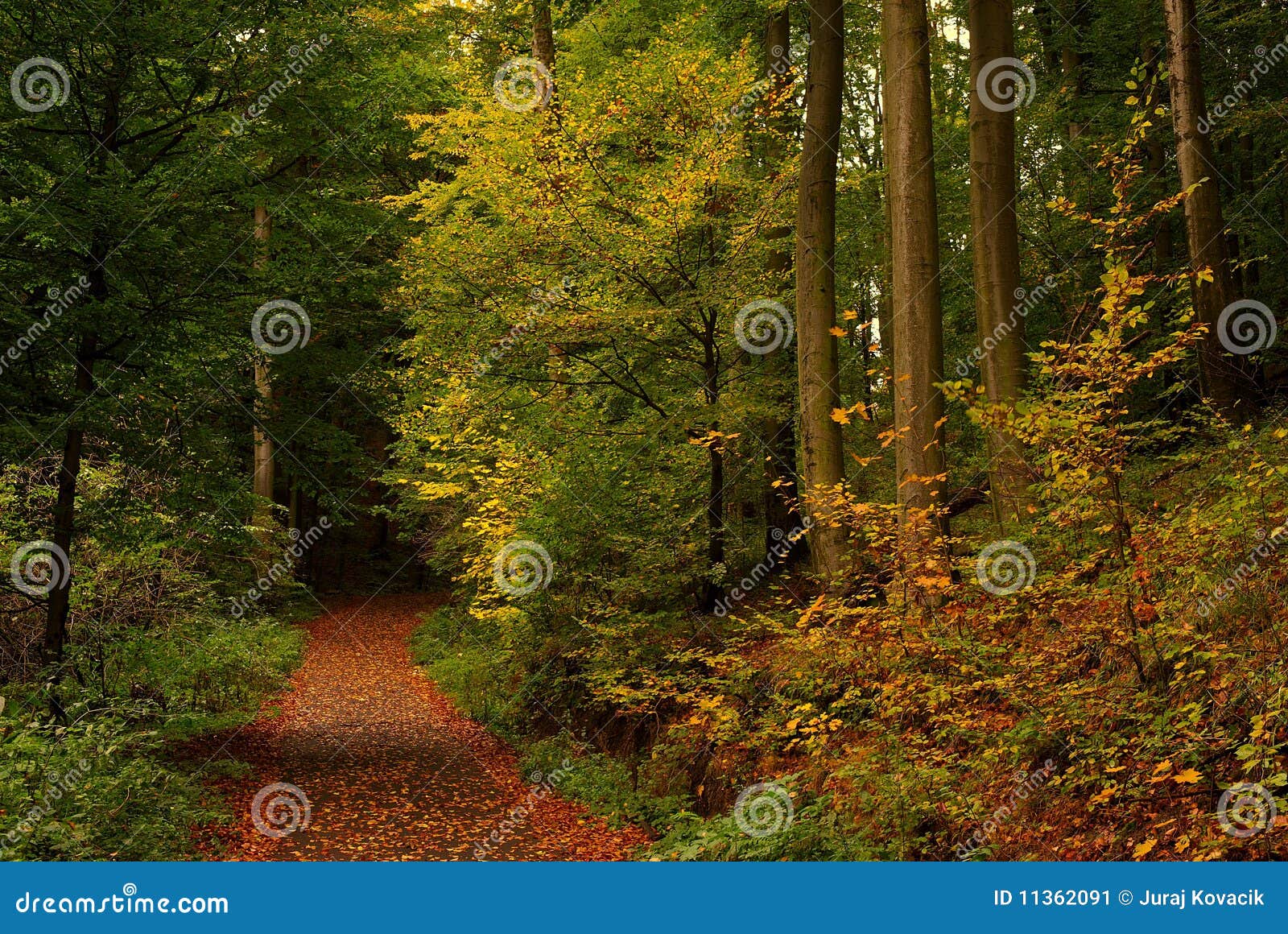 Tree Trunks in Colorful Forest Stock Image - Image of green, yellow ...