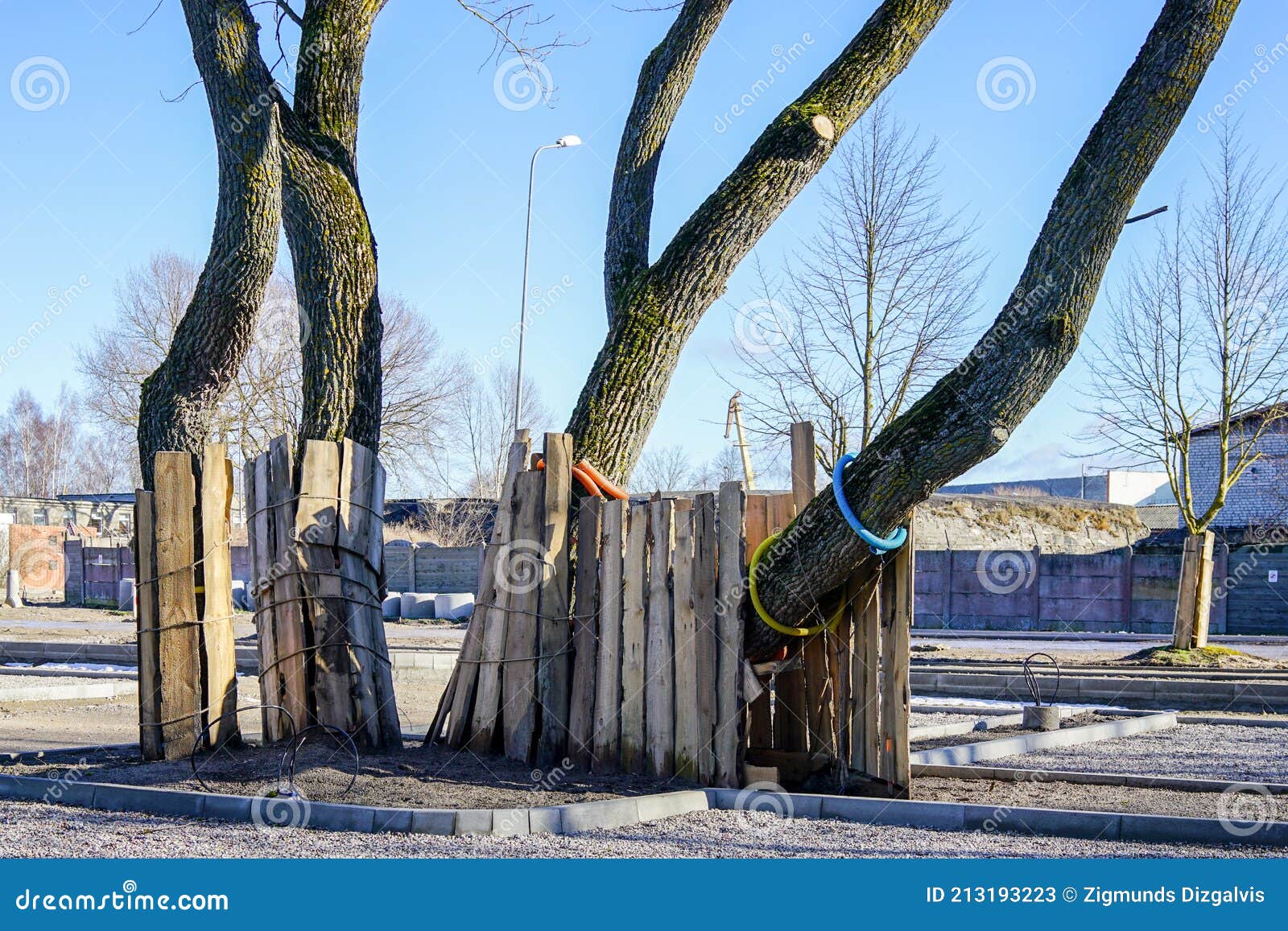 Tree Trunks on a Construction Site Covered with Boards To Protect Them ...