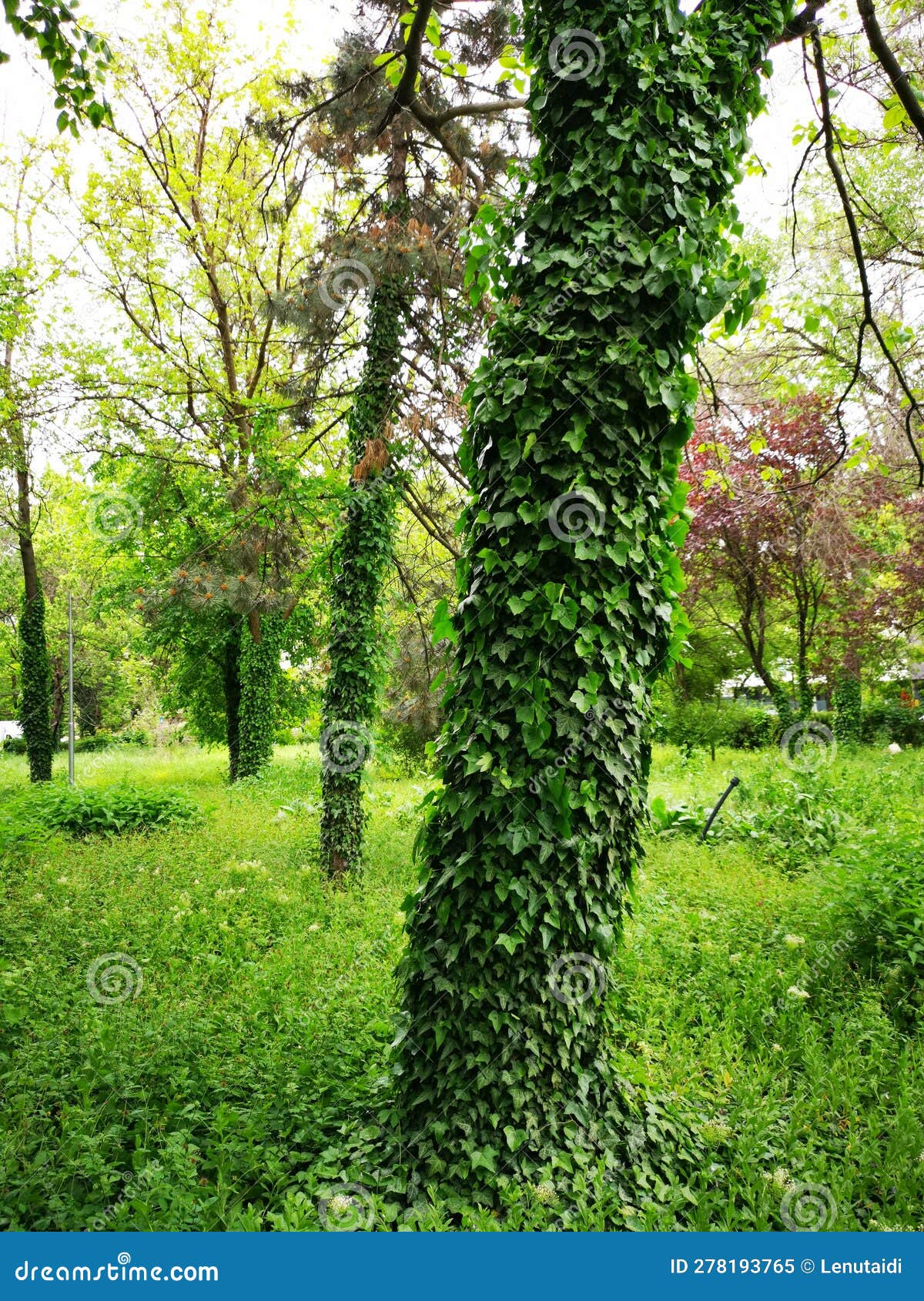 Tree Trunks Covered with Ivy Stock Image - Image of foliage, nature ...
