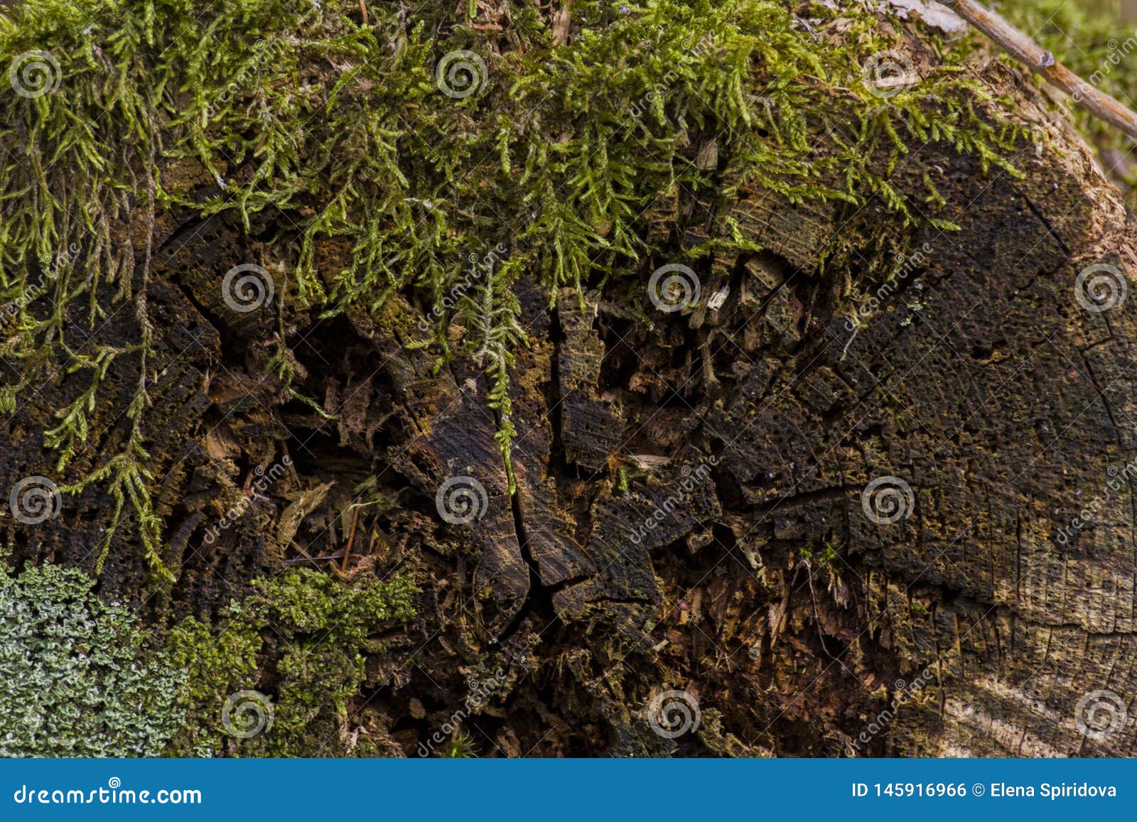 Tree Trunks Covered with Moss Stock Photo - Image of background ...