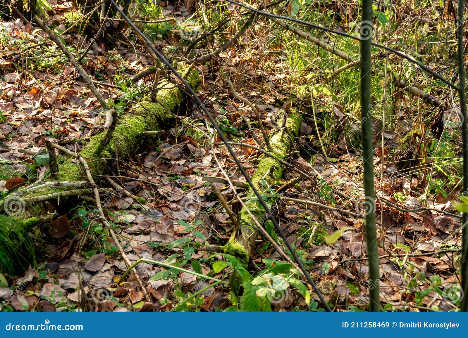 Tree Trunks Covered with Moss, Selective Focus Stock Image - Image of ...
