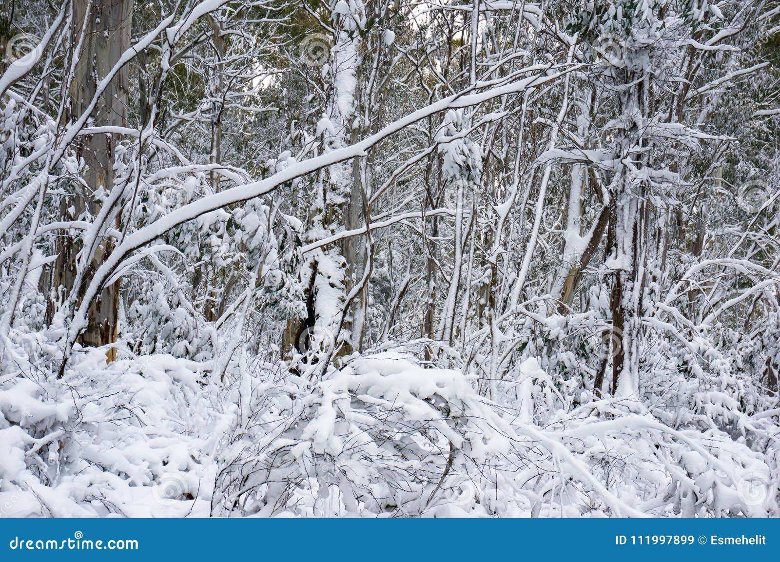 Tree Trunks Covered in Snow Stock Image - Image of australian, tree ...