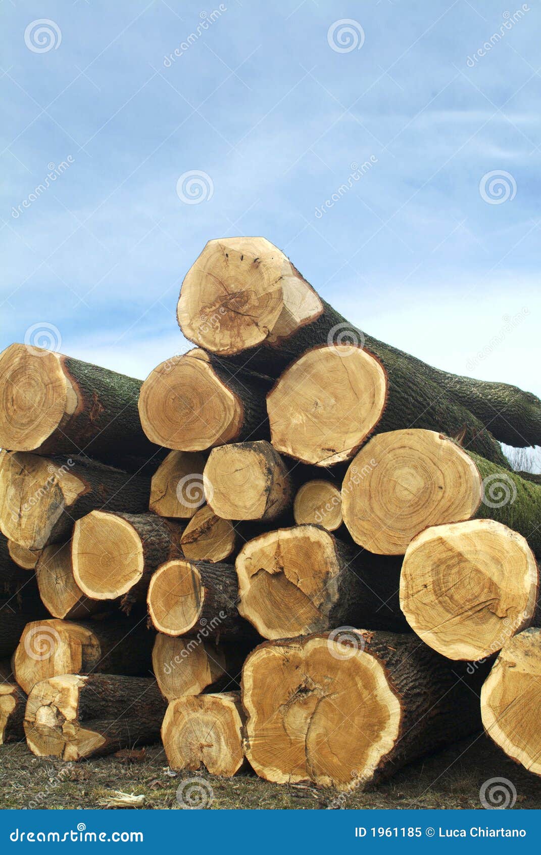TREE TRUNKS CUT stock image. Image of logpile, industry - 1961185