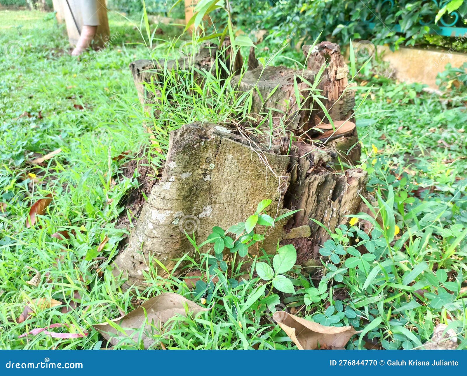 Tree Trunks that are Cut Down To Grow New Plants in the Park Stock ...