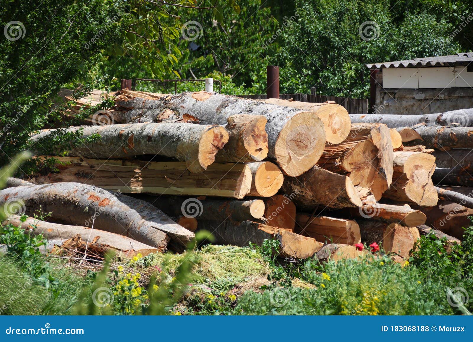Tree Trunks in the Forest. Cut Trees for Wood. Stock Photo - Image of ...