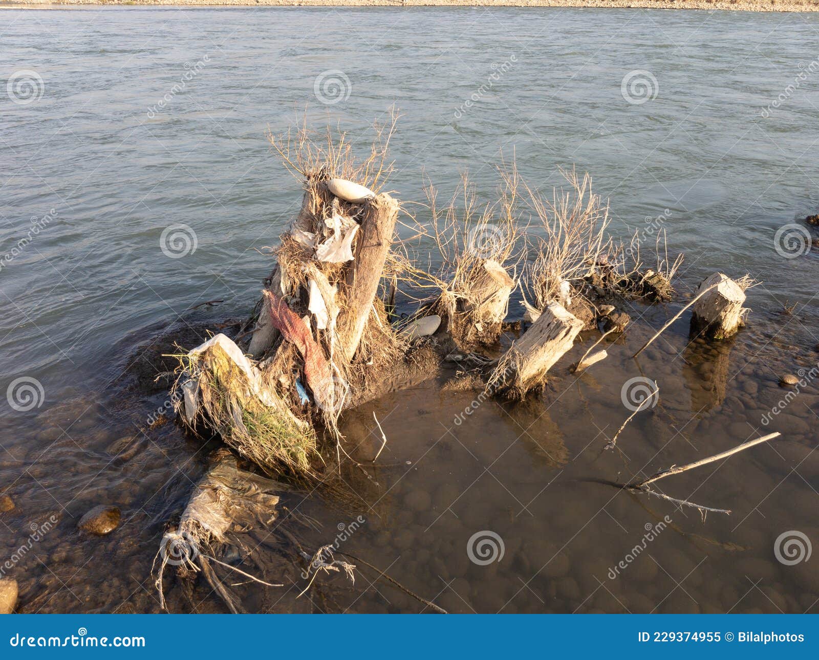 Tree Trunks Cut in the River Stock Image - Image of pond, lake: 229374955