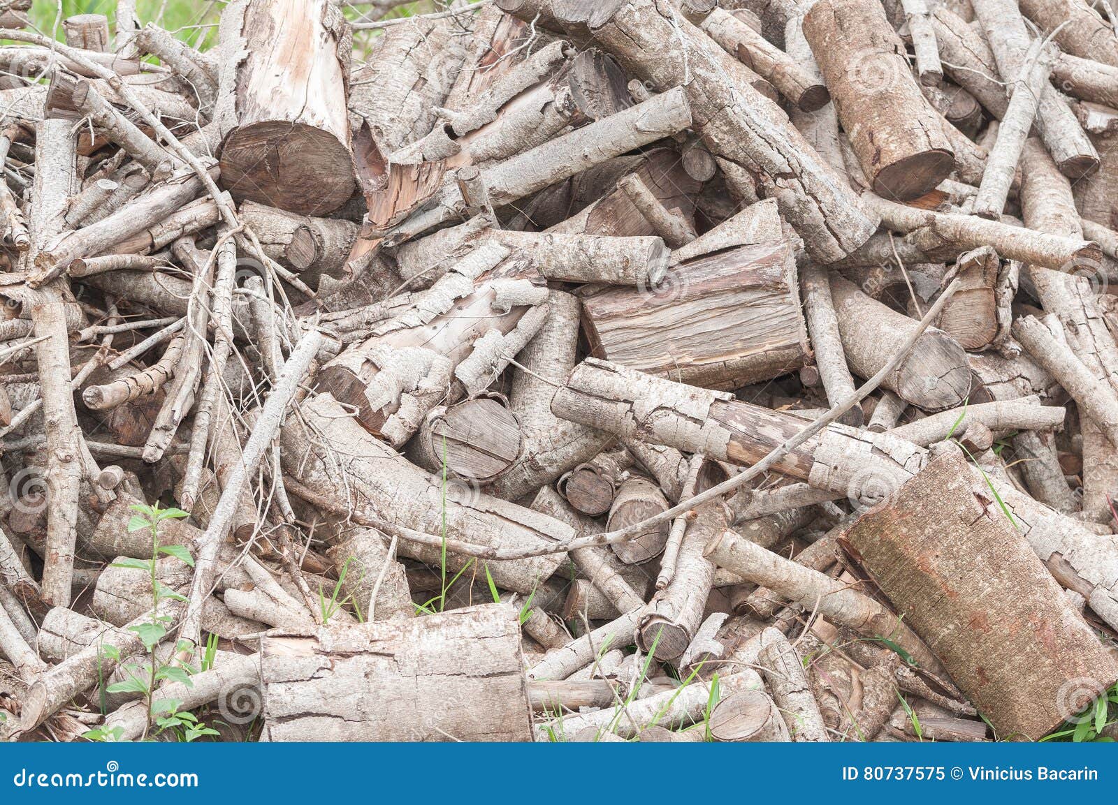Tree Trunks Cut into Small Pieces Stock Image - Image of background ...