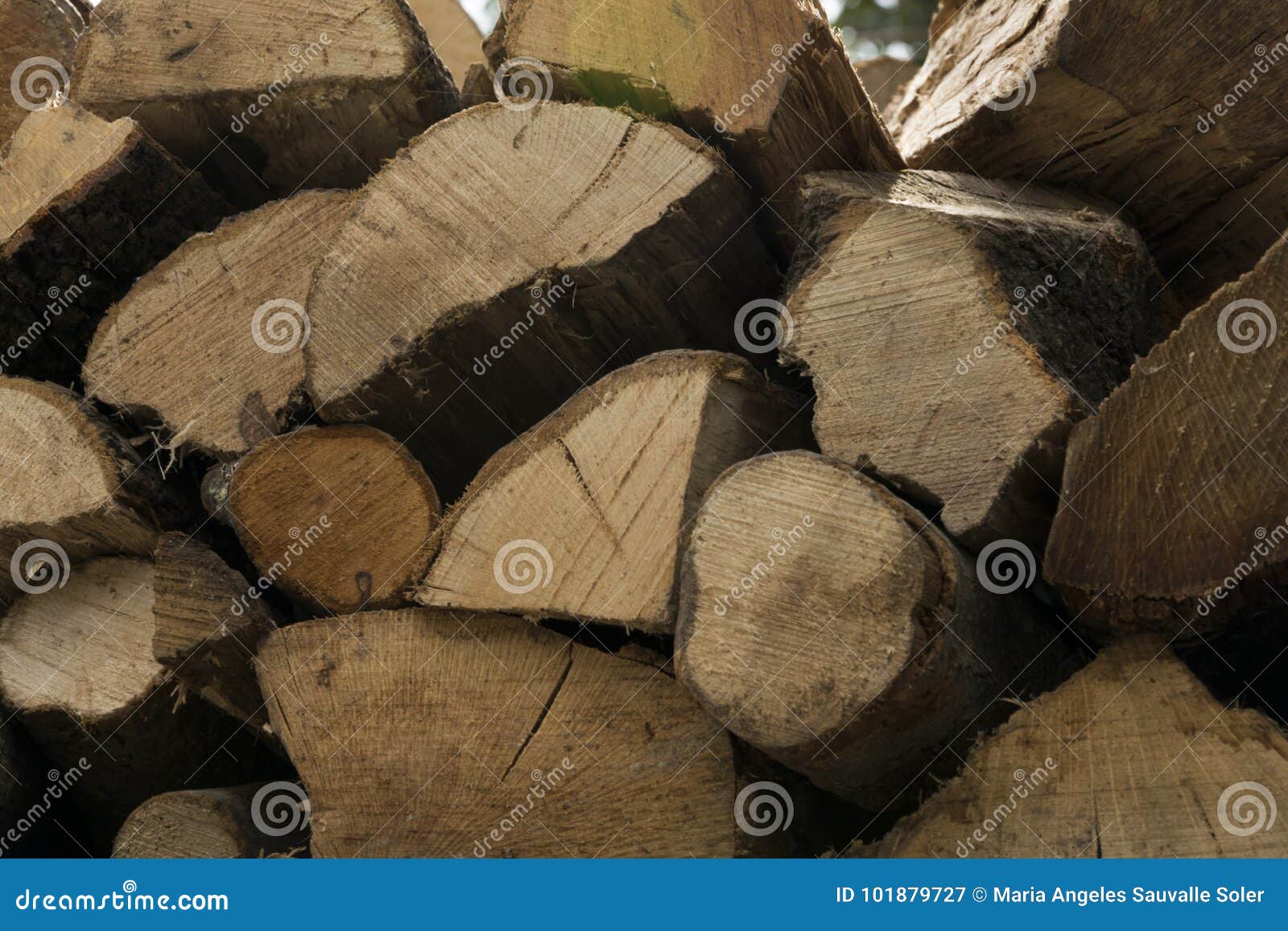 Tree trunks cut. stock image. Image of wood, tree, trunks - 101879727