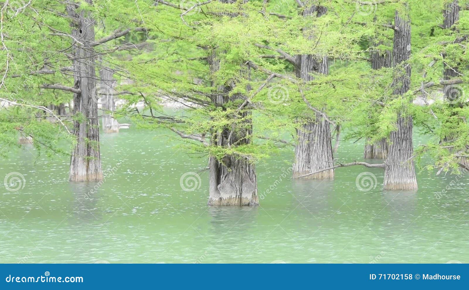 Tree Trunks of Cypress Swamp, Growing Out of Water Close-up Stock ...