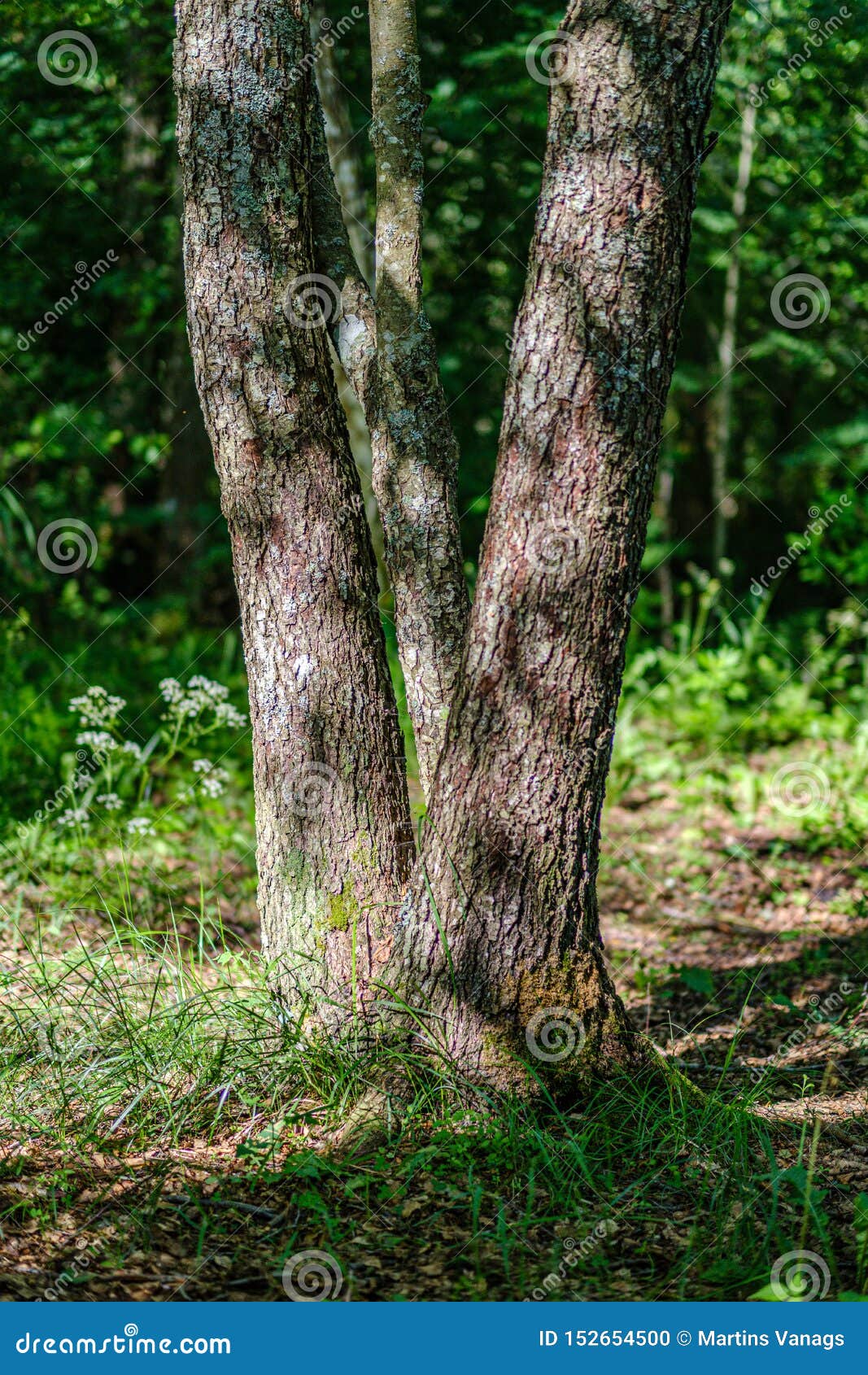 Tree Trunks on a Dark Green Blur Background in Forest in Summer Stock ...