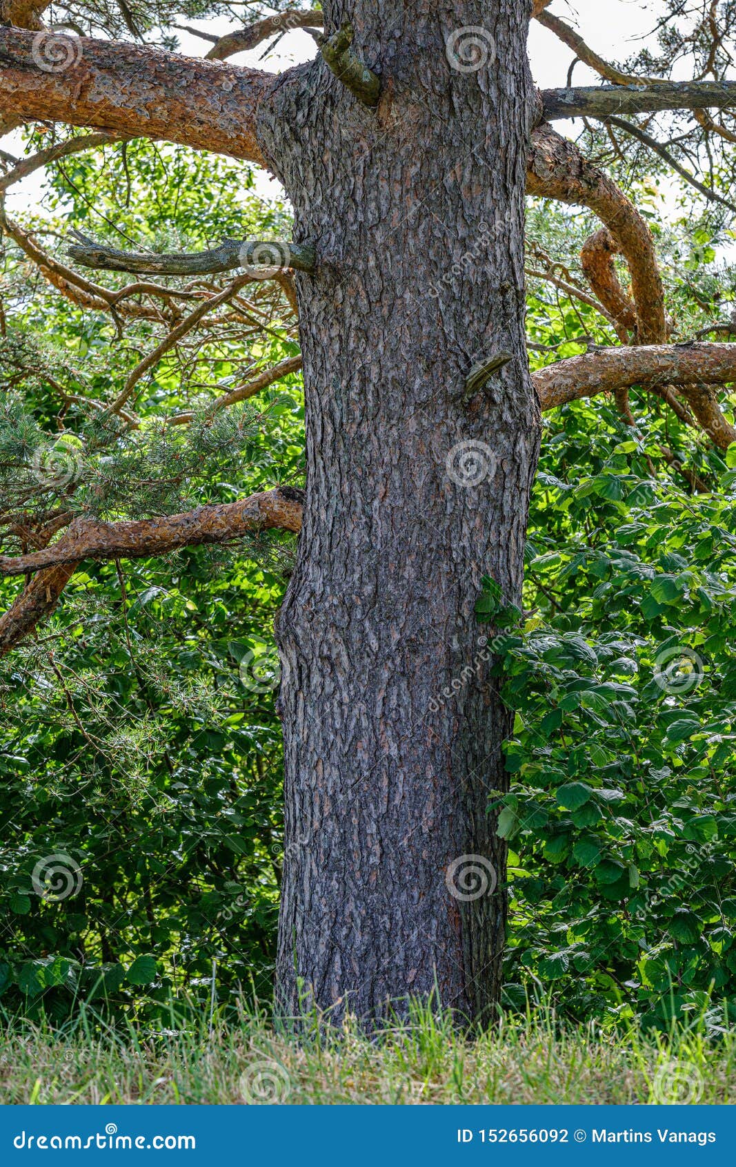 Tree Trunks on a Dark Green Blur Background in Forest in Summer Stock ...