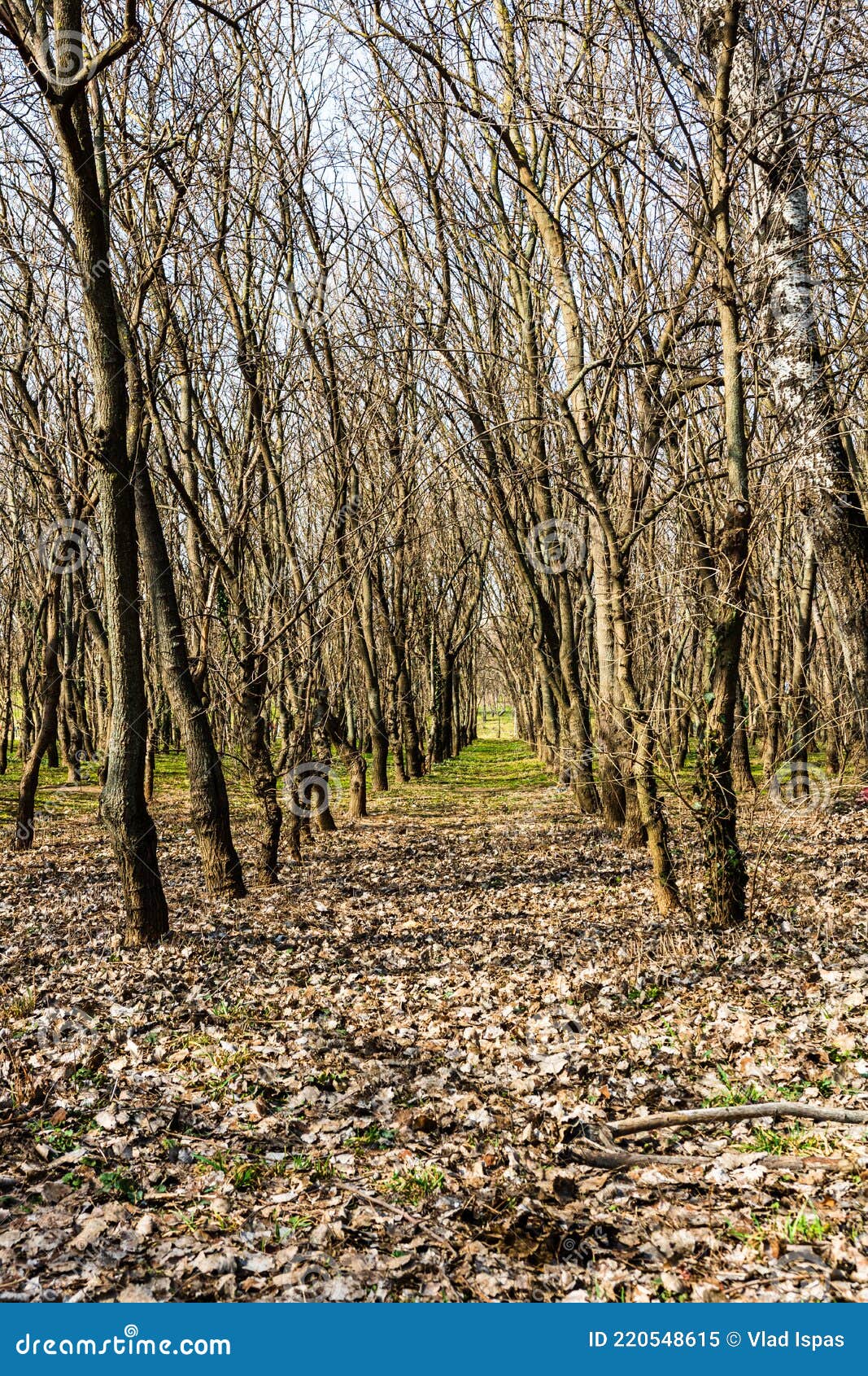 Tree Trunks in a Dense Forest, Way through Rows of Trees Stock Image ...