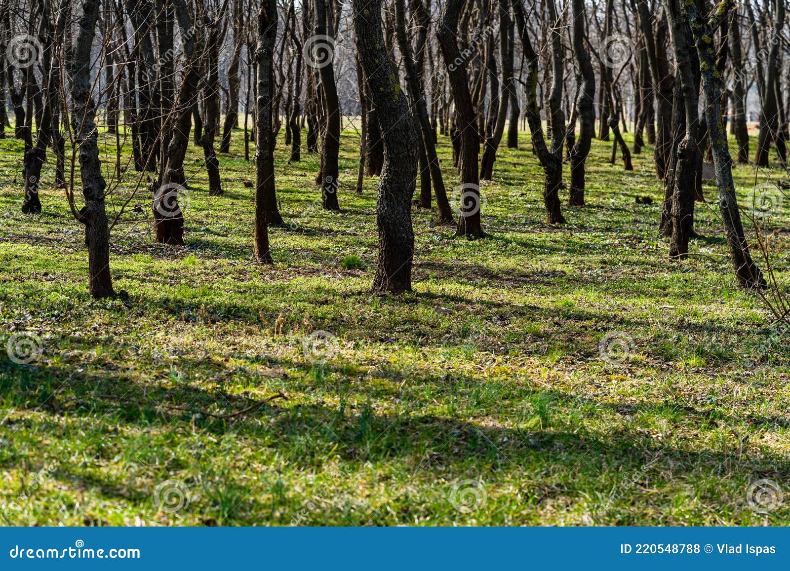 Tree Trunks in a Dense Forest, Way through Rows of Trees Stock Photo ...