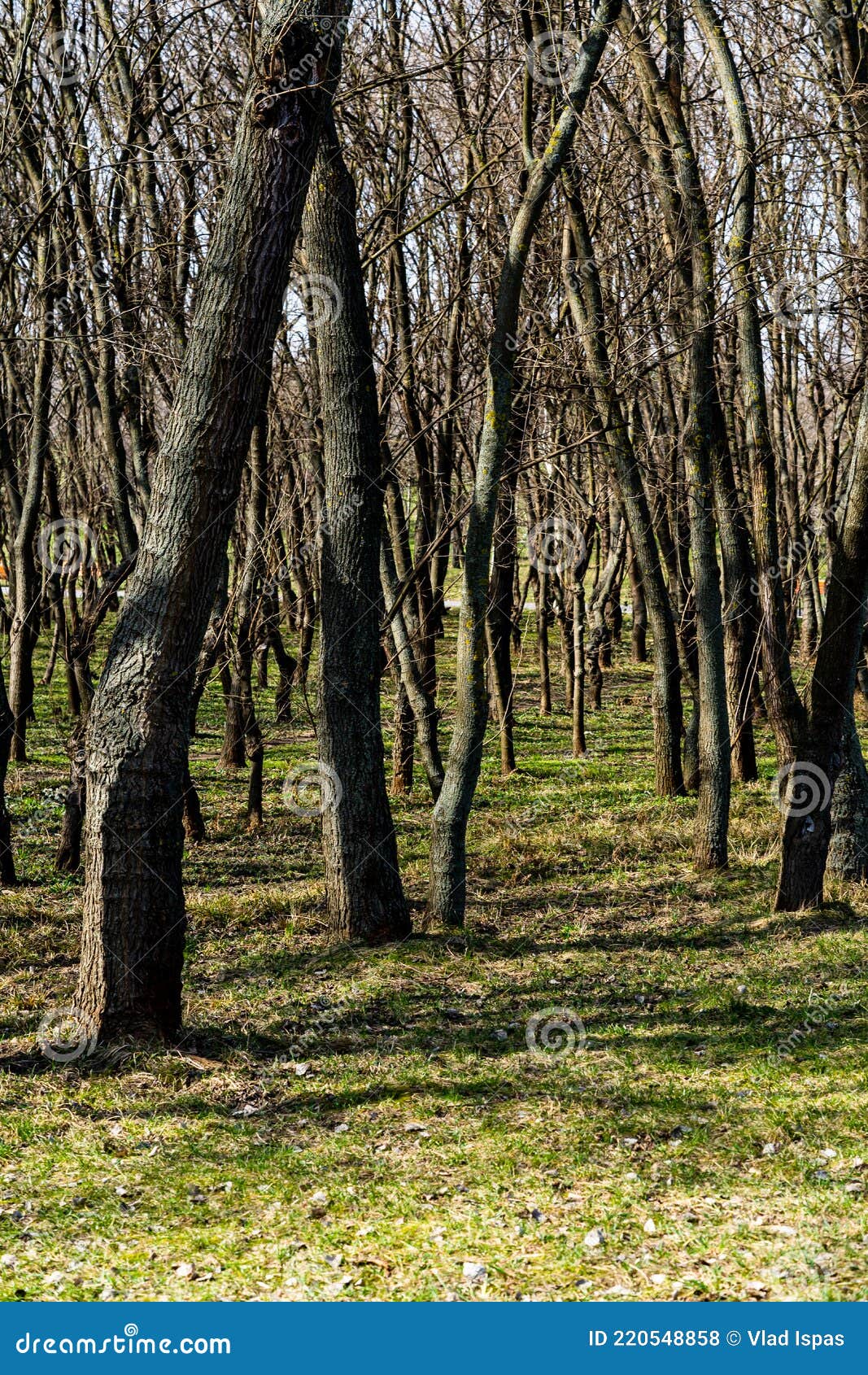 Tree Trunks in a Dense Forest, Way through Rows of Trees Stock Photo ...