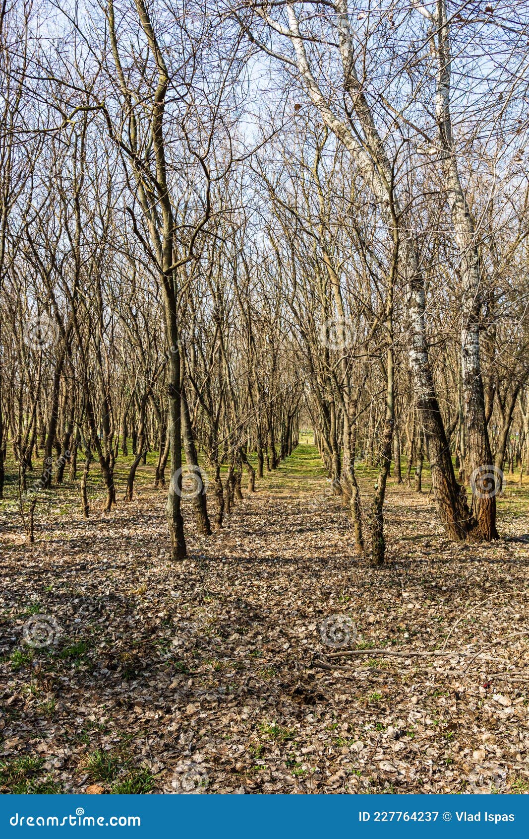 Tree Trunks in a Dense Forest, Way through Rows of Trees Stock Image ...