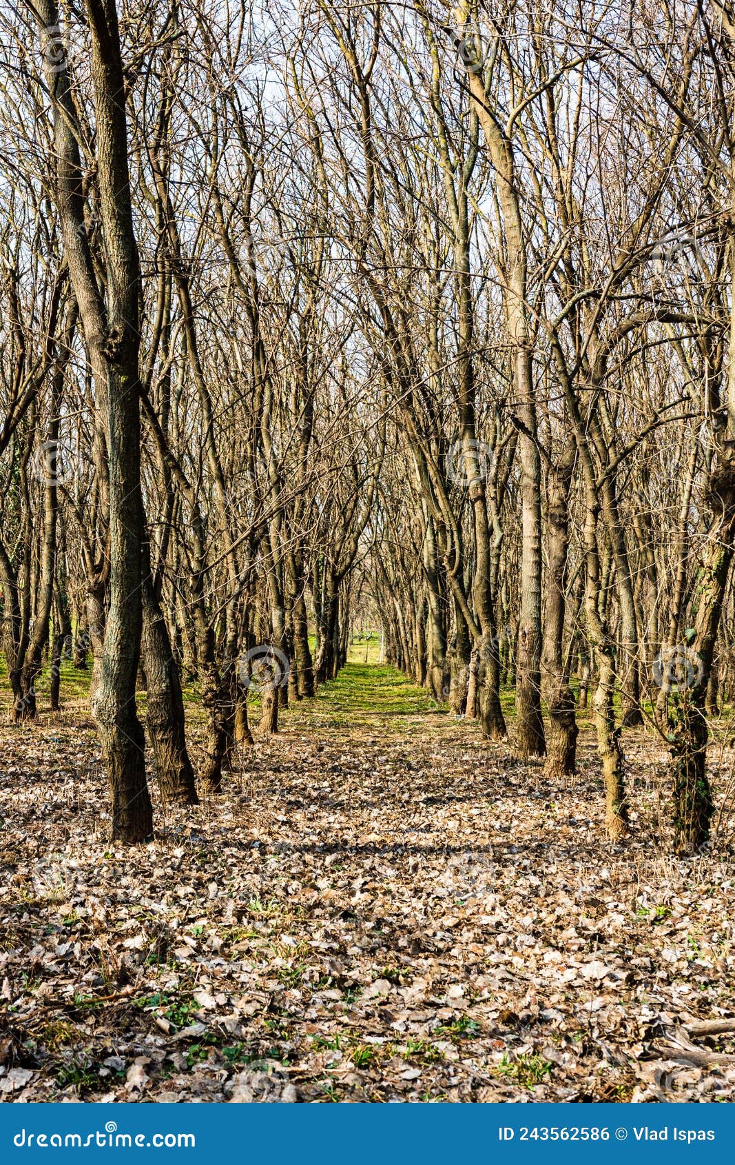 Tree Trunks in a Dense Forest, Way through Rows of Trees Stock Photo ...